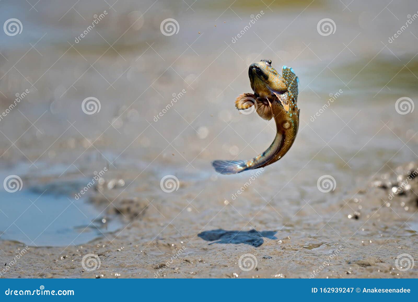 Close Up Mudskipper Fish,Amphibious Fish Standing On A Tree Branch At ...
