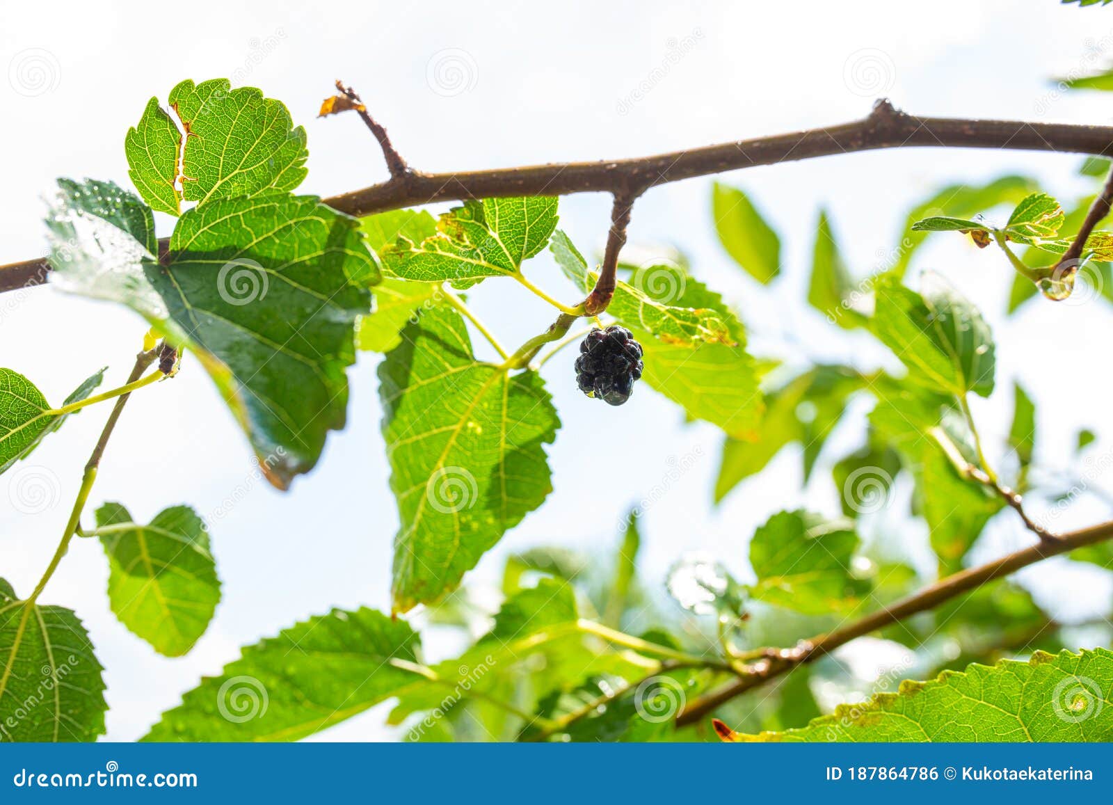 Close-up Mulberry Tree Branch with a Lonely Berry Stock Photo - Image ...