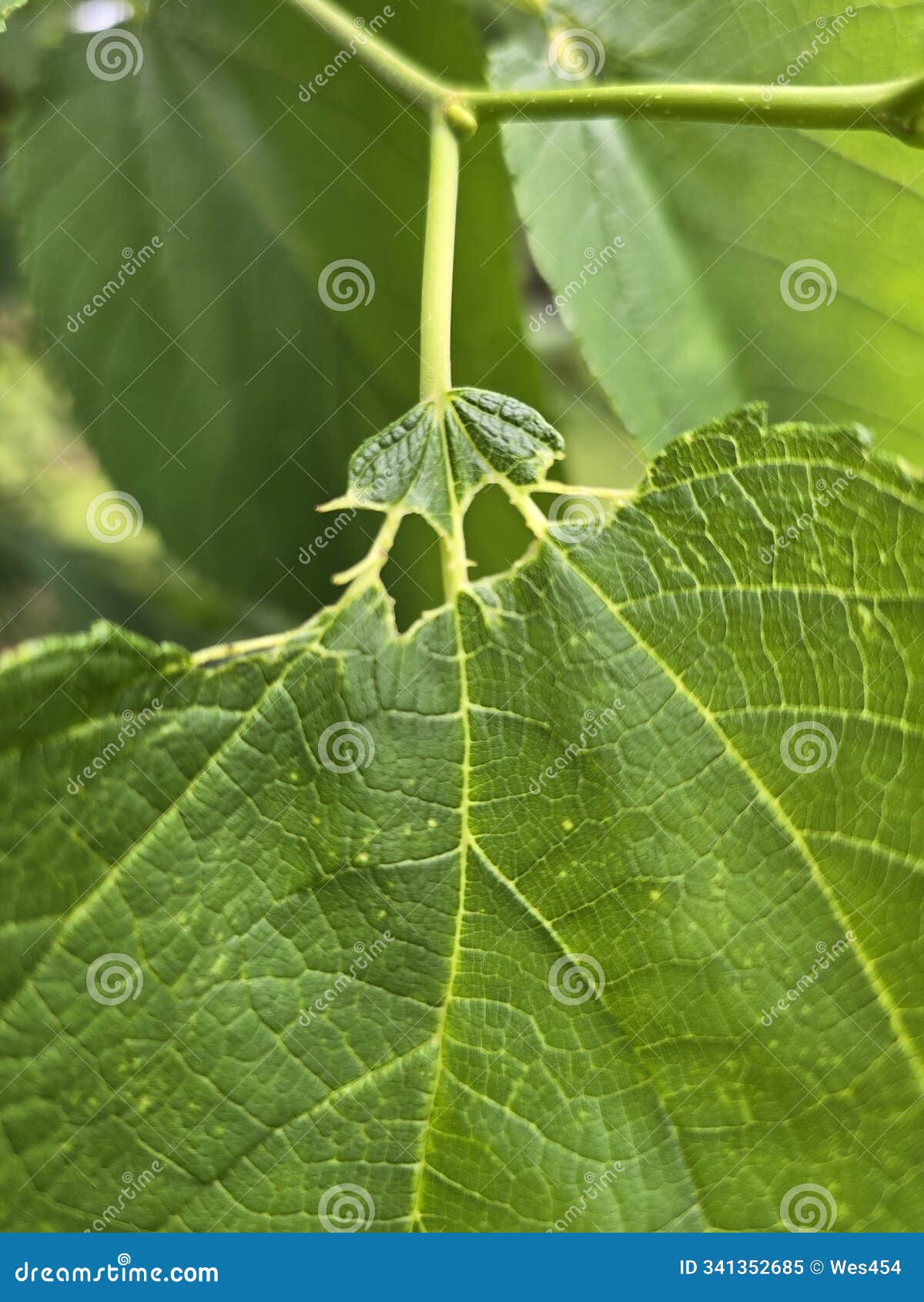 Complex Leaf of the Mulberry Bush Stock Image - Image of strange ...
