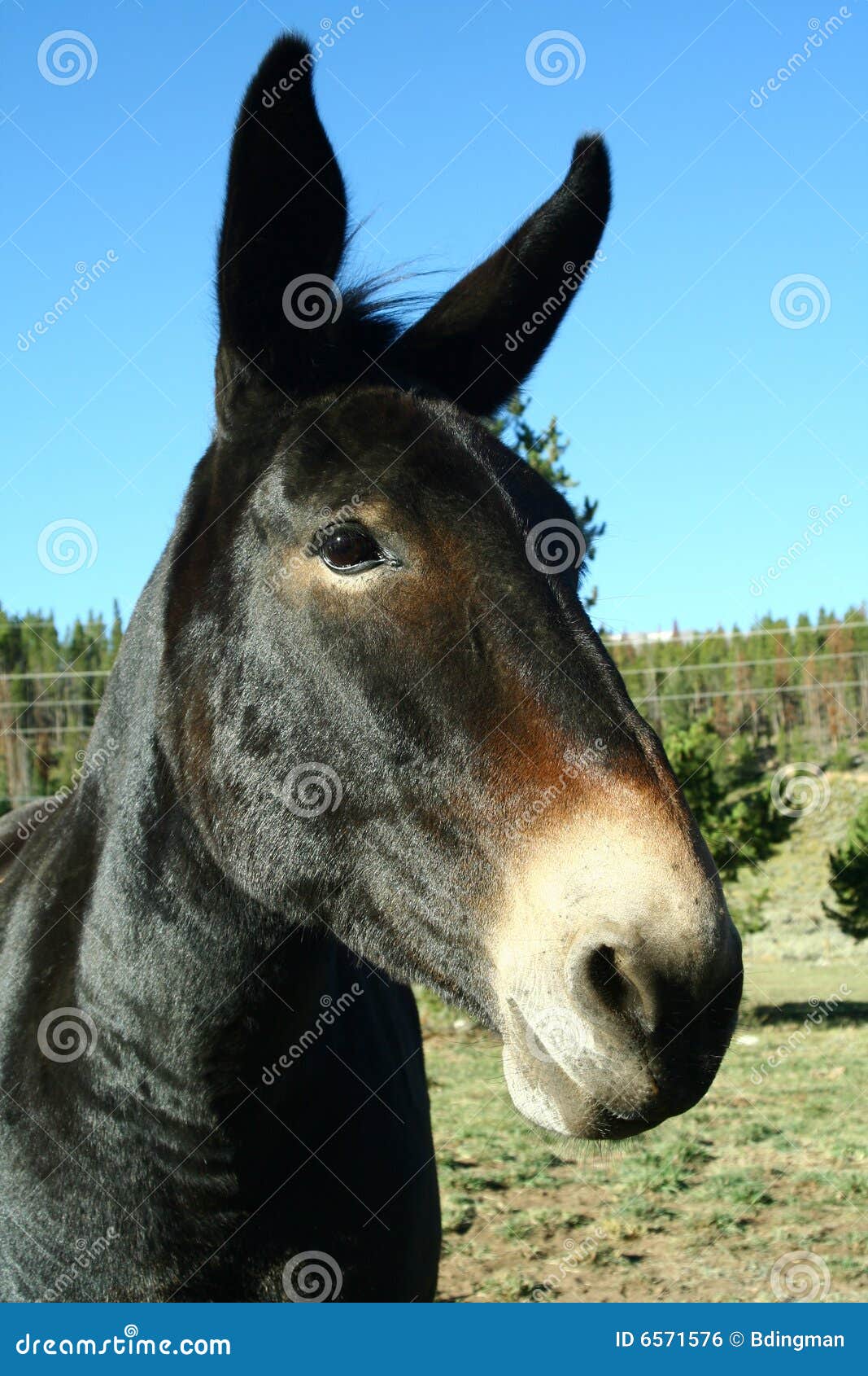 Close Up of a Mule stock photo. Image of nature, domestic - 6571576