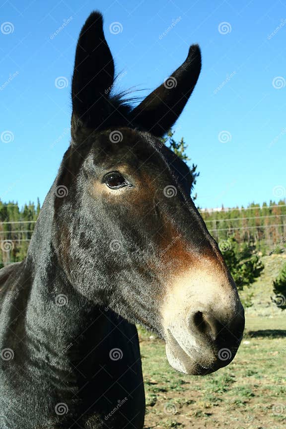 Close Up of a Mule stock photo. Image of nature, domestic - 6571576