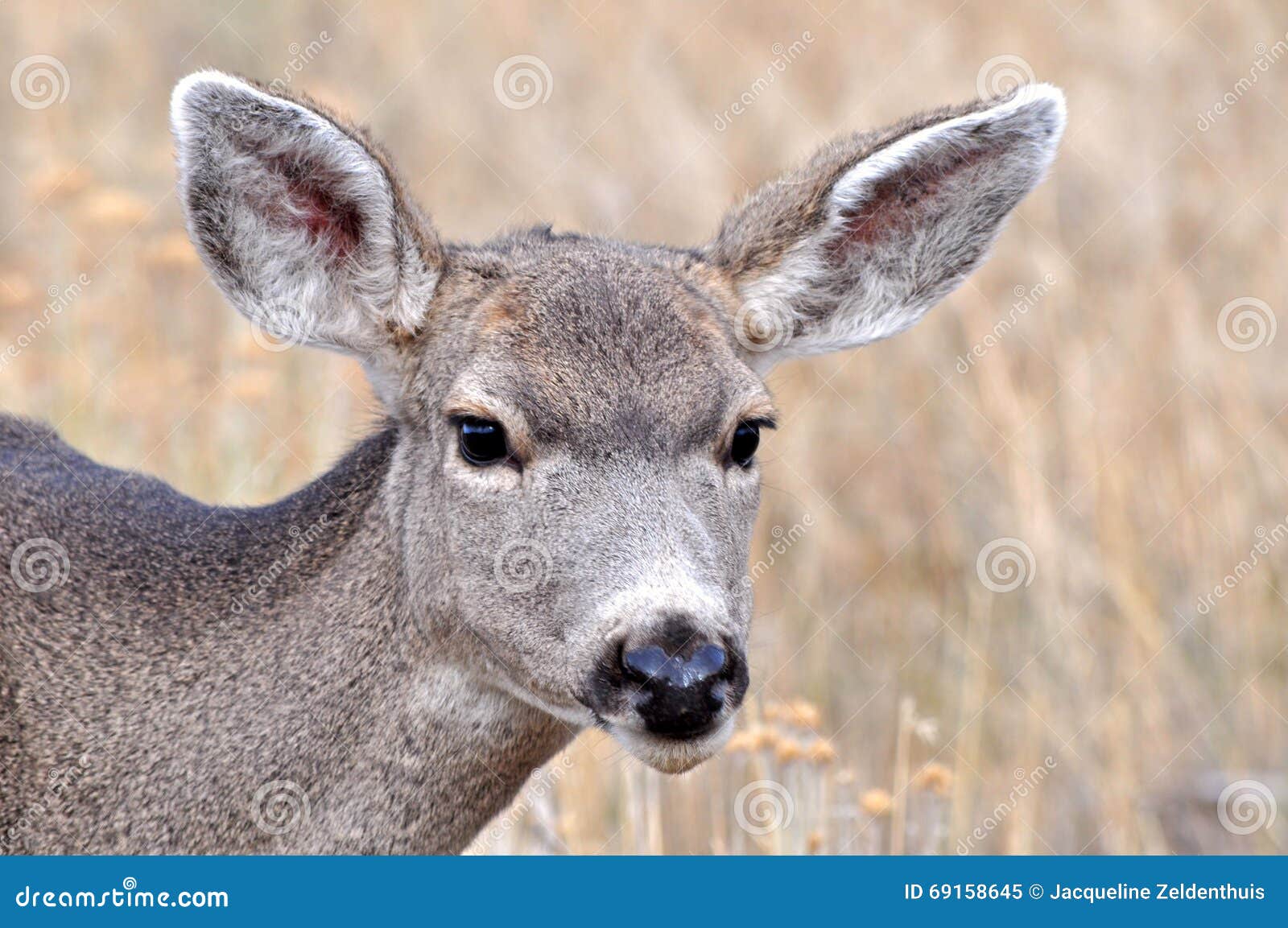 Close up of Mule Deer Doe stock image. Image of habitat - 69158645