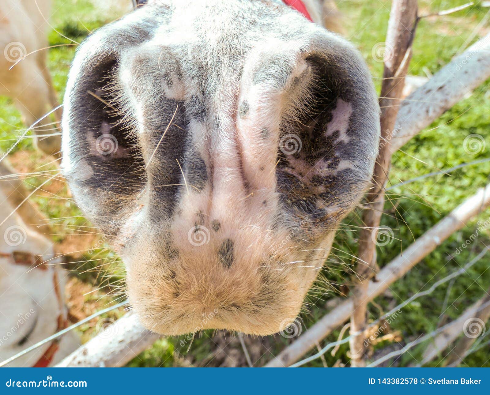 Close-up of a mule nose stock photo. Image of cute, green - 143382578