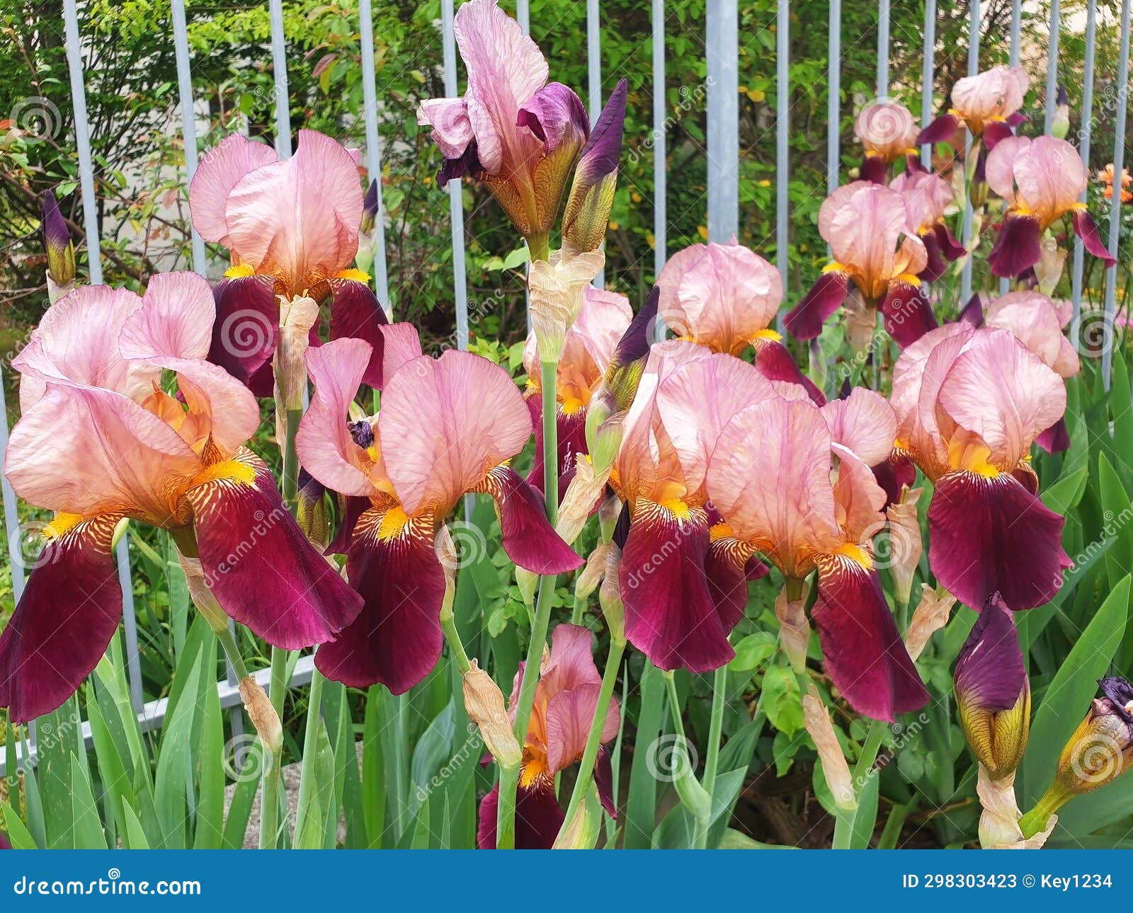 Close-up of Multi-colored Iris Flowers Stock Image - Image of green ...