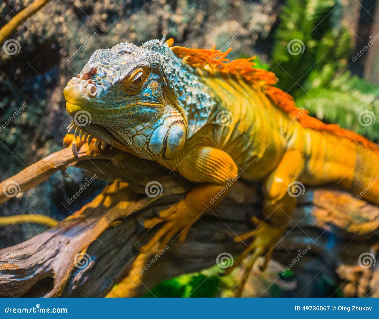 Close-up of a Multi-colored Male Iguana Stock Image - Image of jungle ...