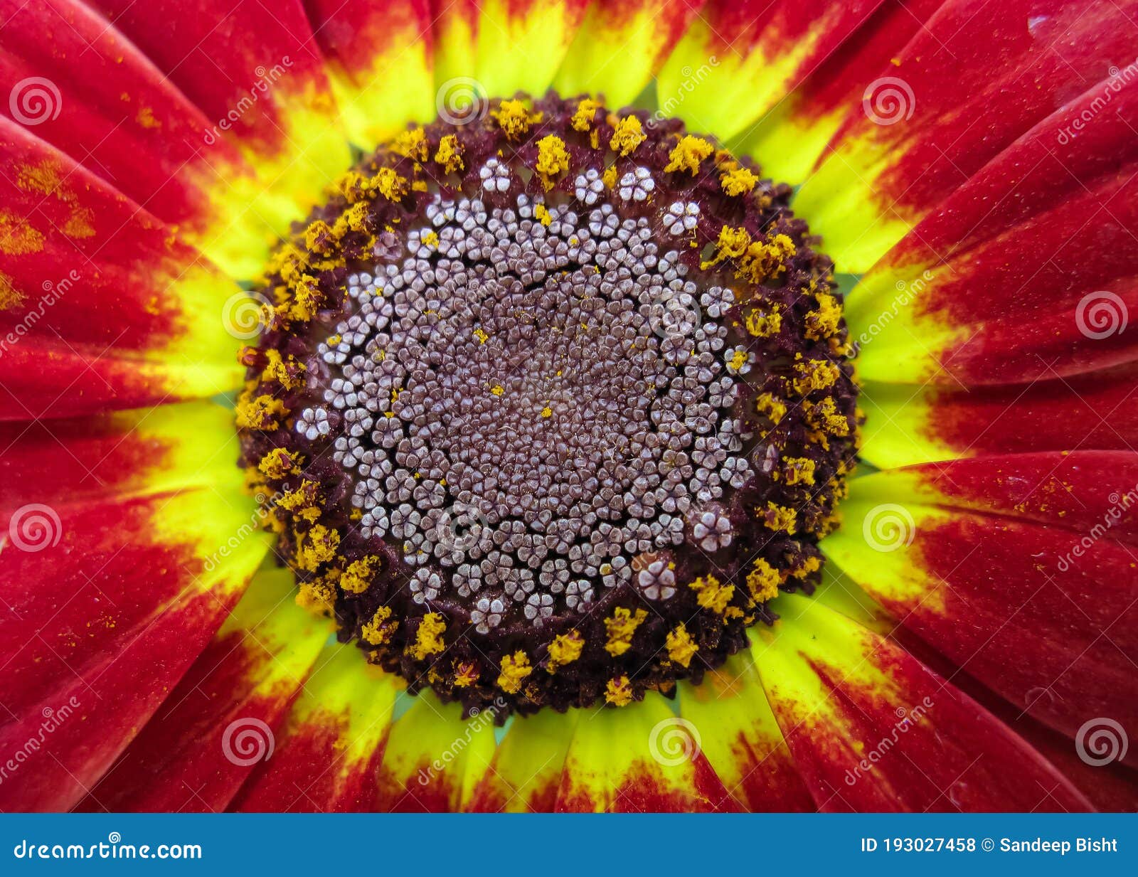 A Close Up Multi Colored Vibrant Image of a Flowe Stock Photo - Image ...
