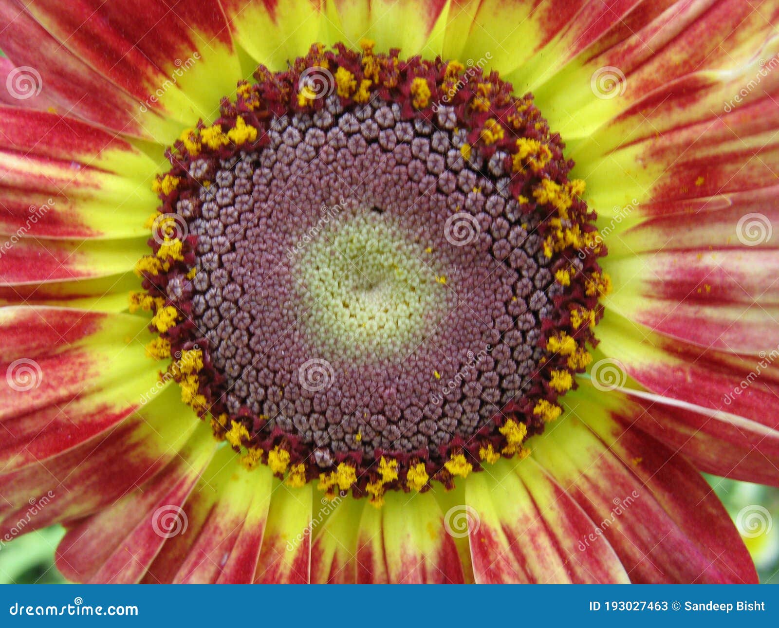 A Close Up Multi Colored Vibrant Image of a Flower Stock Image - Image ...