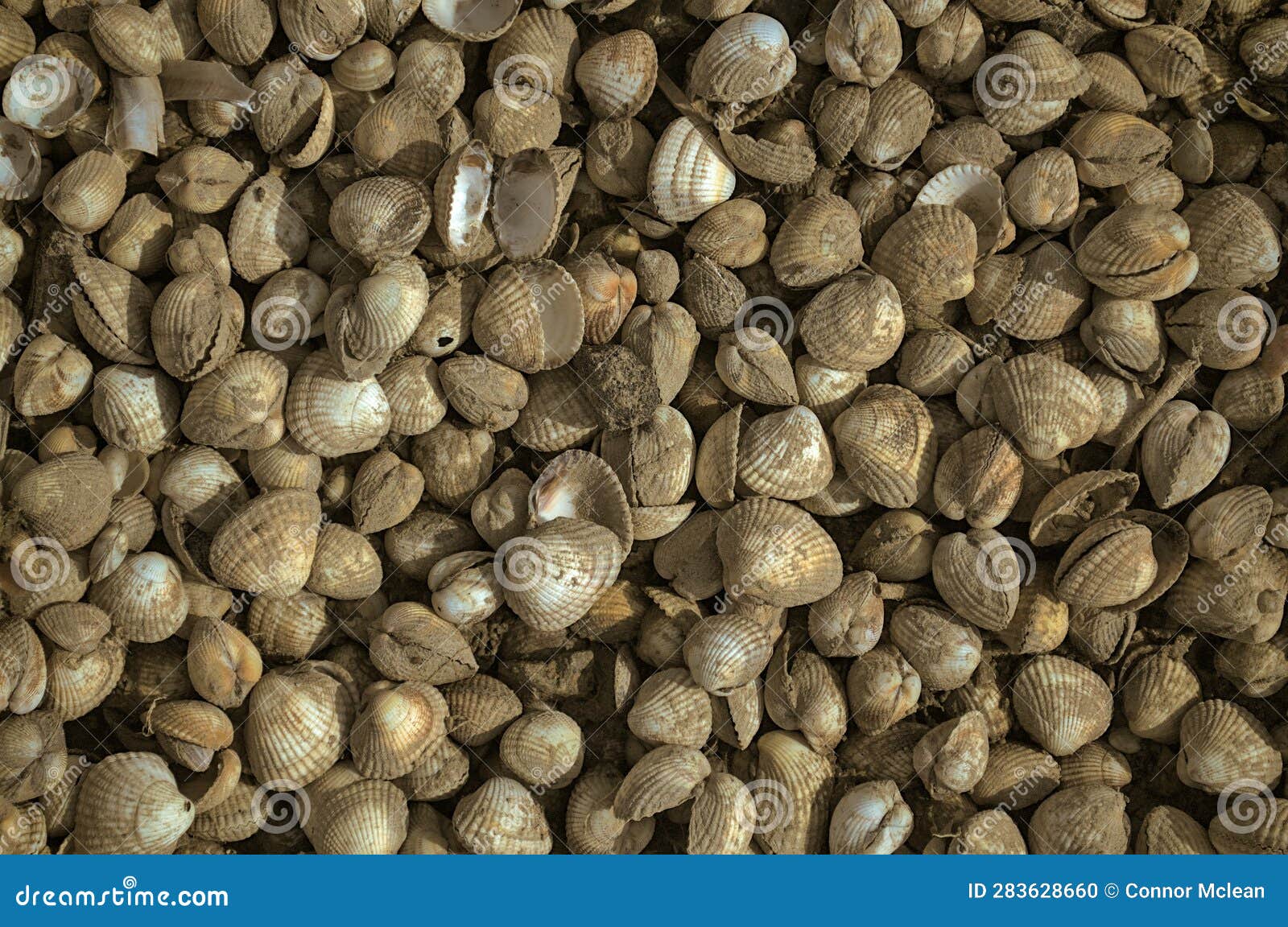 Close Up of Multi Coloured Shells Stock Photo - Image of cockleshell ...