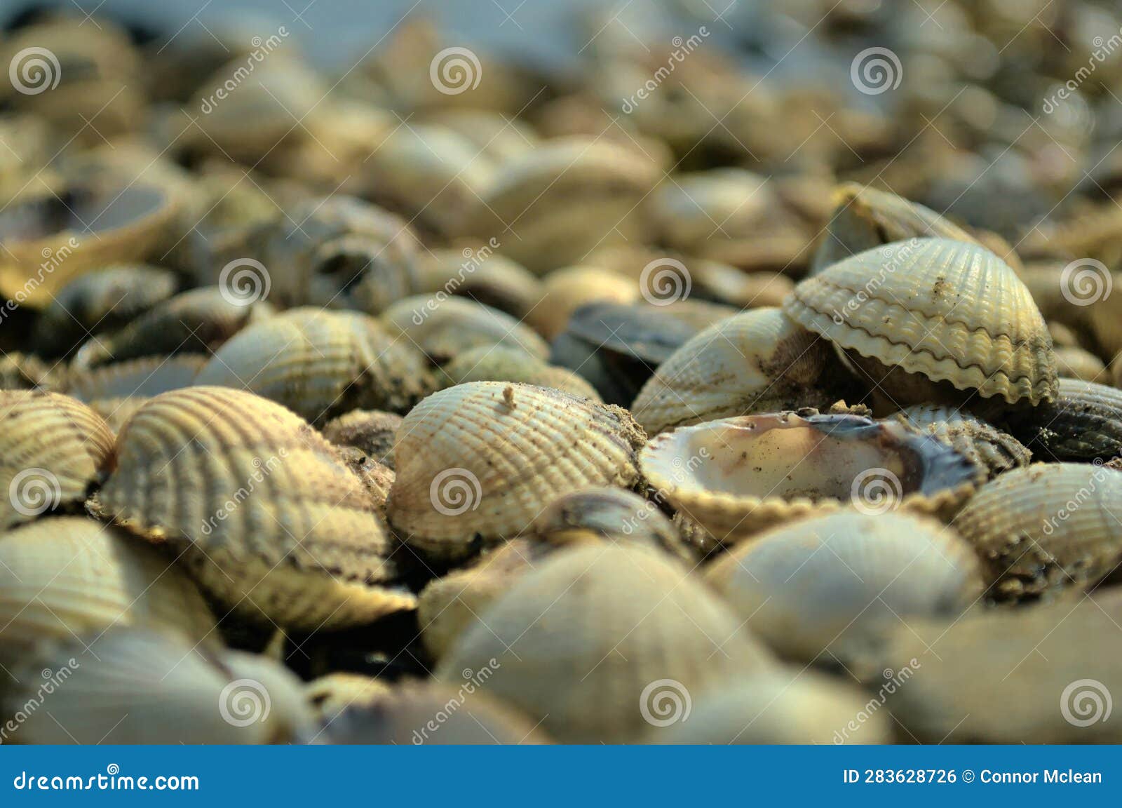 Close Up of Multi Coloured Shells Stock Photo - Image of branch ...