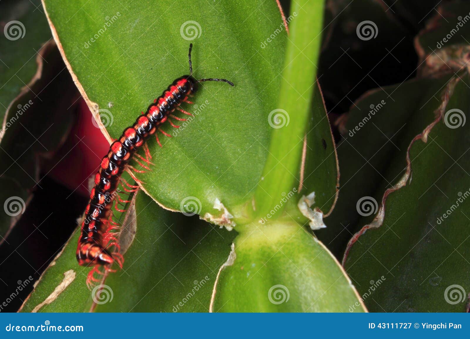Close-up Multi-foot insect stock image. Image of spider - 43111727