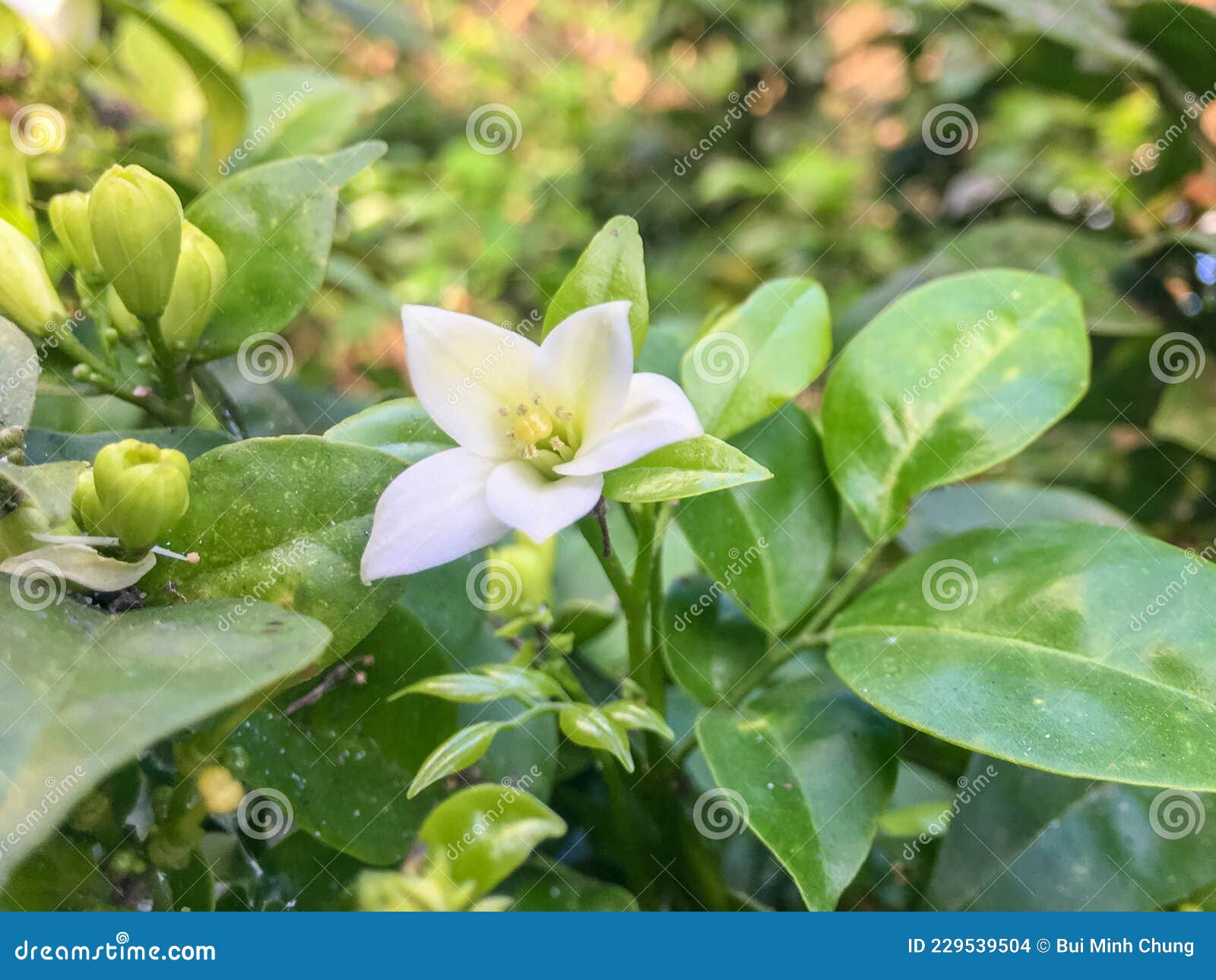 Close-up on a Murraya Paniculata, Commonly Called Orange Jasmine Stock ...