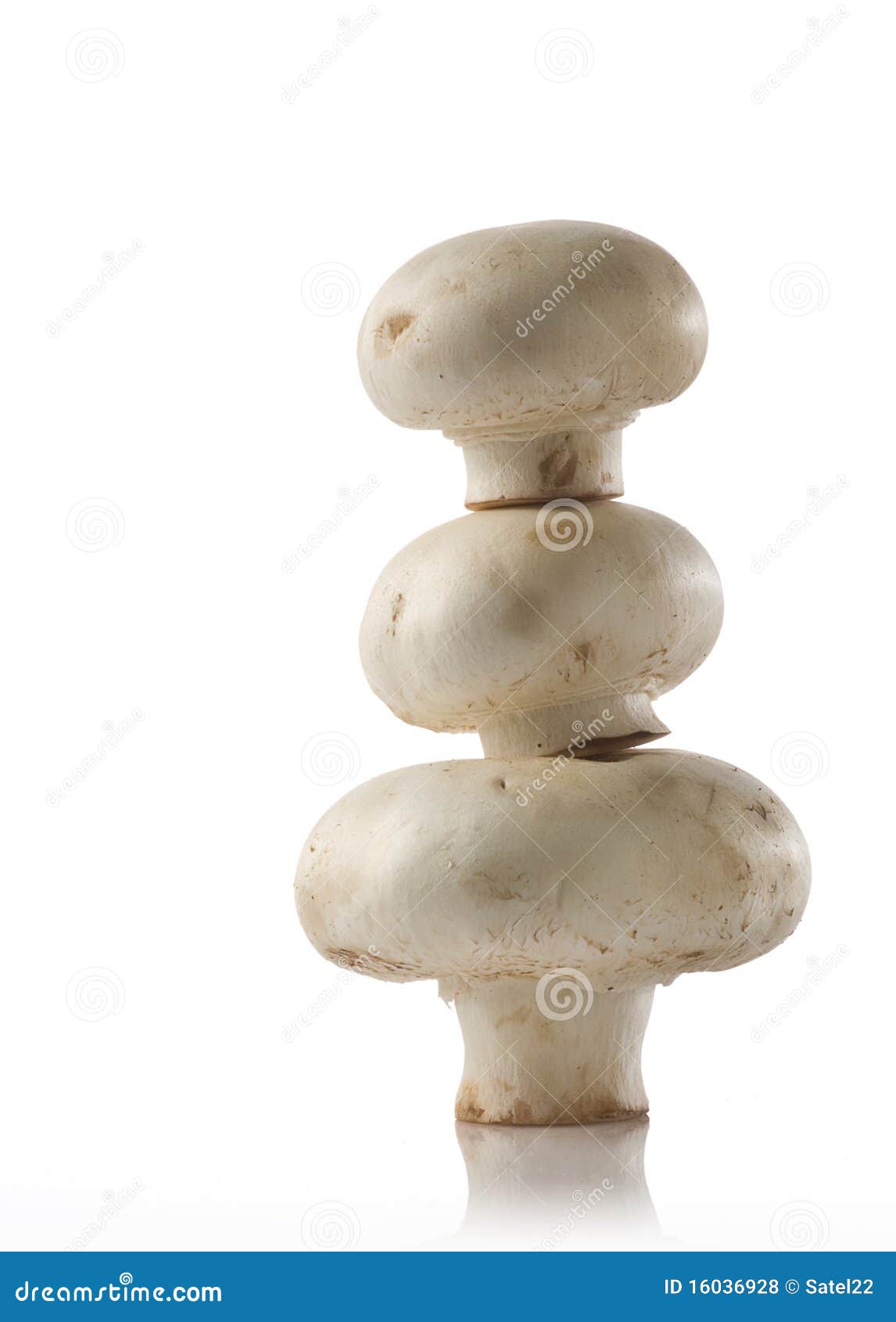 Close up mushroom stock photo. Image of diet, edible - 16036928