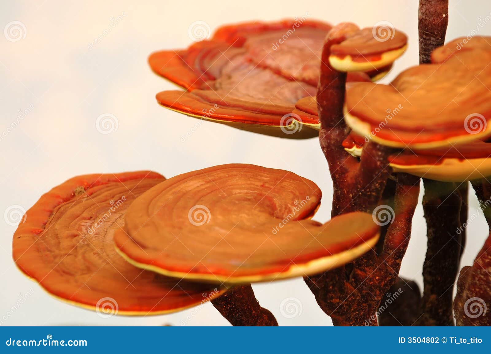 Close up of mushroom stock photo. Image of ingredients - 3504802