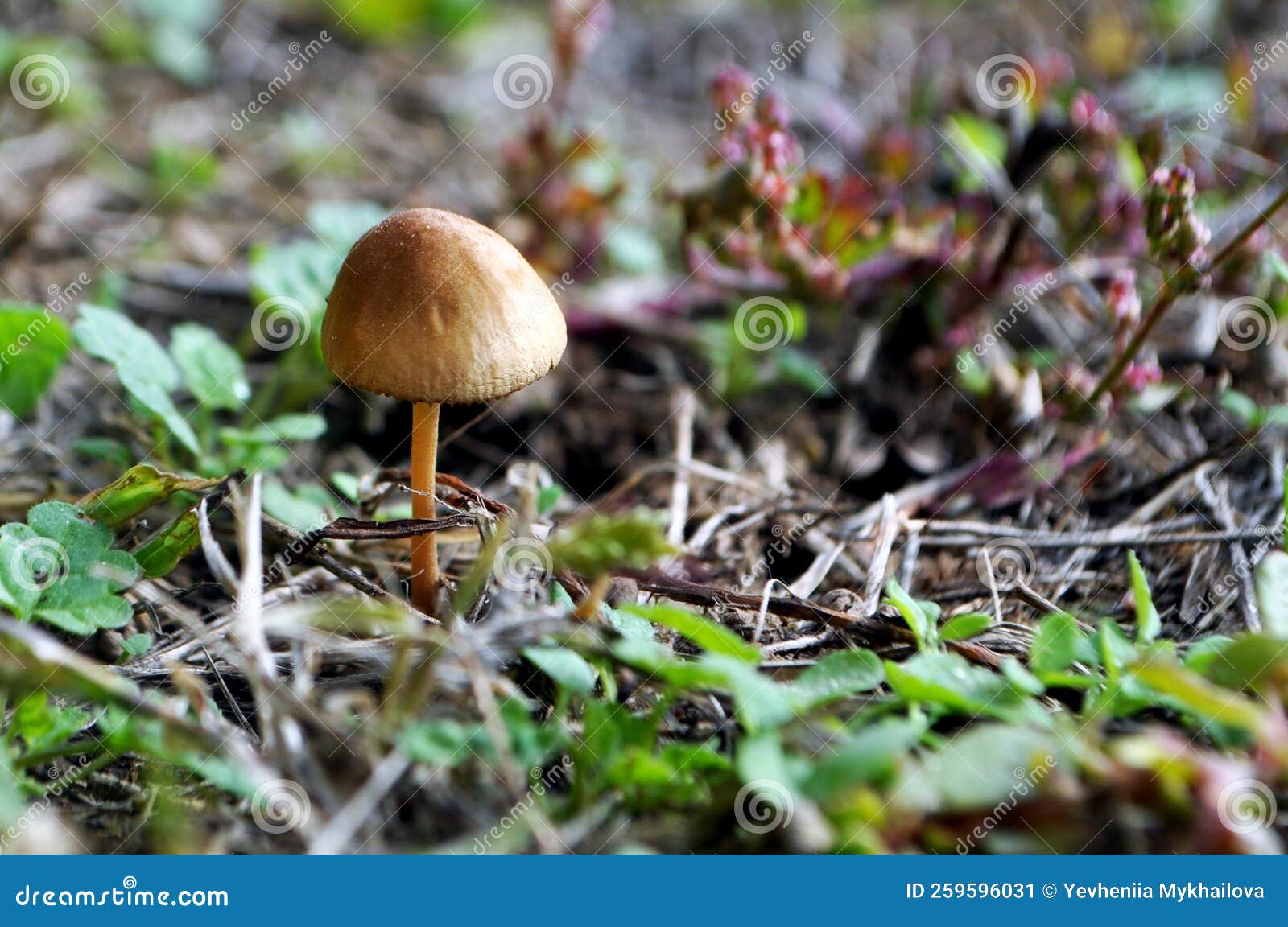 Close Up Mushroom in the Forest Stock Image - Image of fungus, macro: 259596031