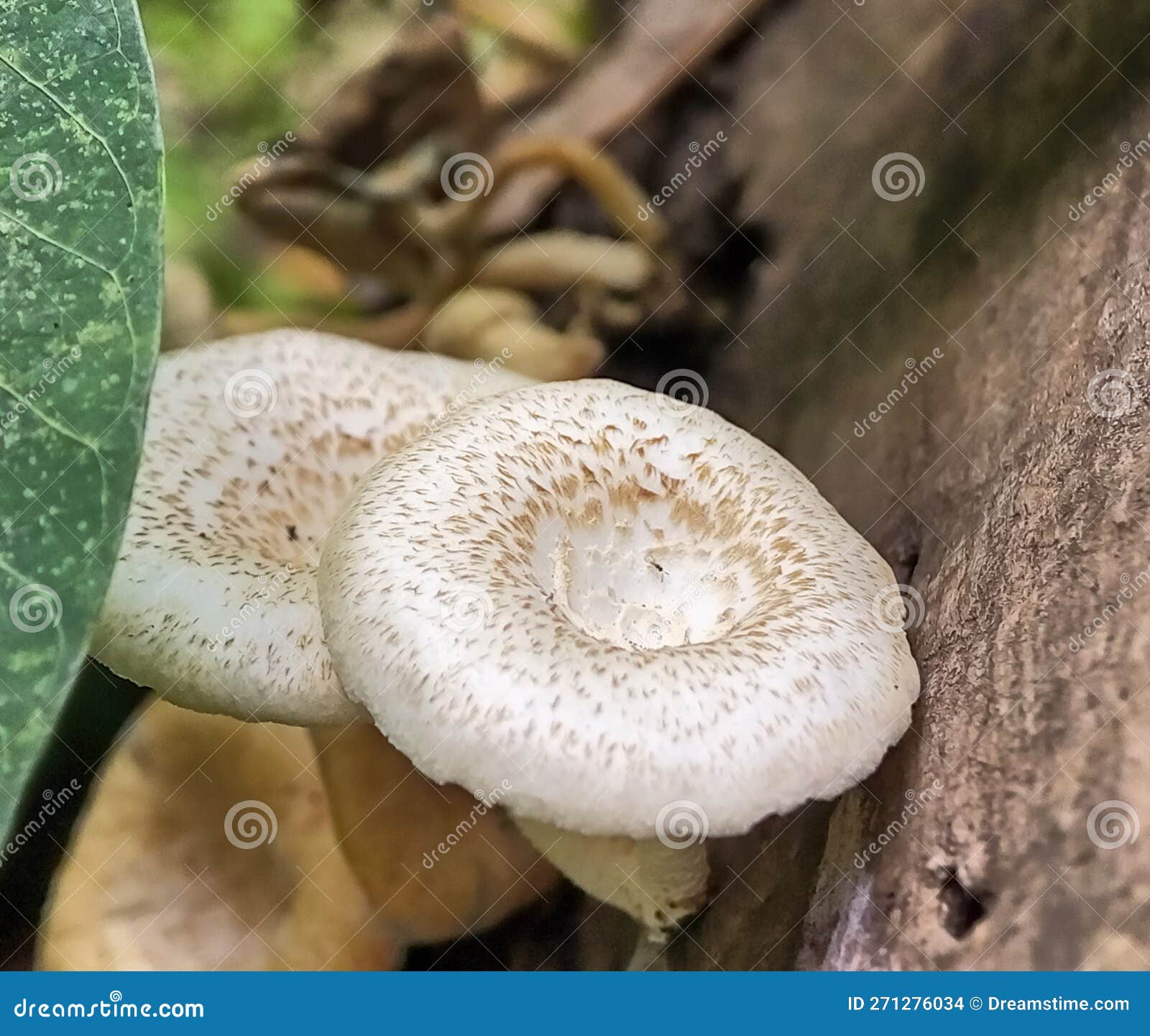Close Up Mushroom Lentinus Tigrinus Stock Photo - Image of nutrition ...
