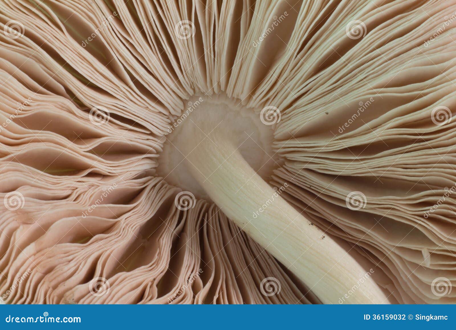 Close up mushroom stock photo. Image of wood, grocery - 36159032