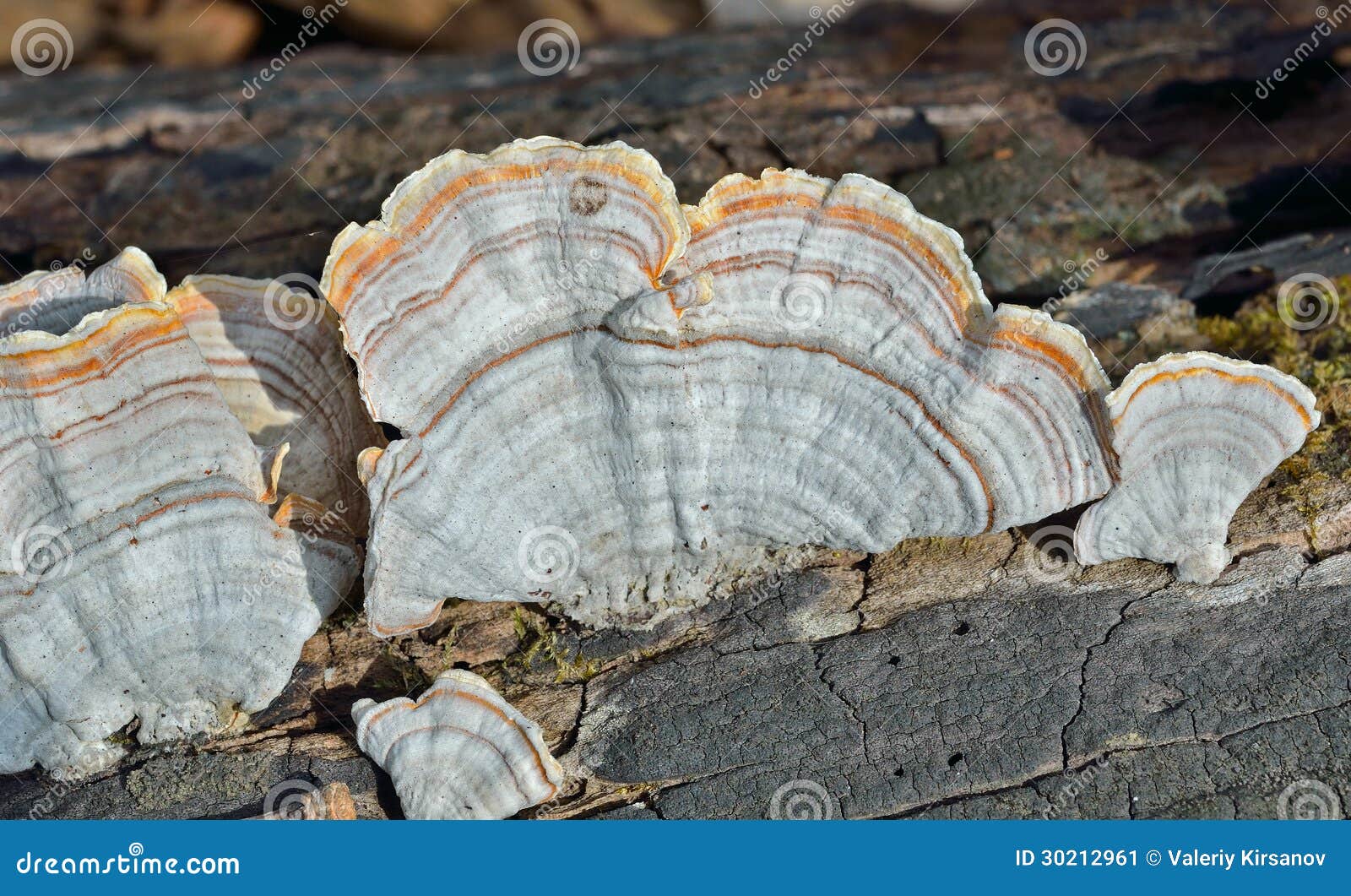 Mushrooms (bracket-fungus) 6 Stock Image - Image of trunk, polyporus ...