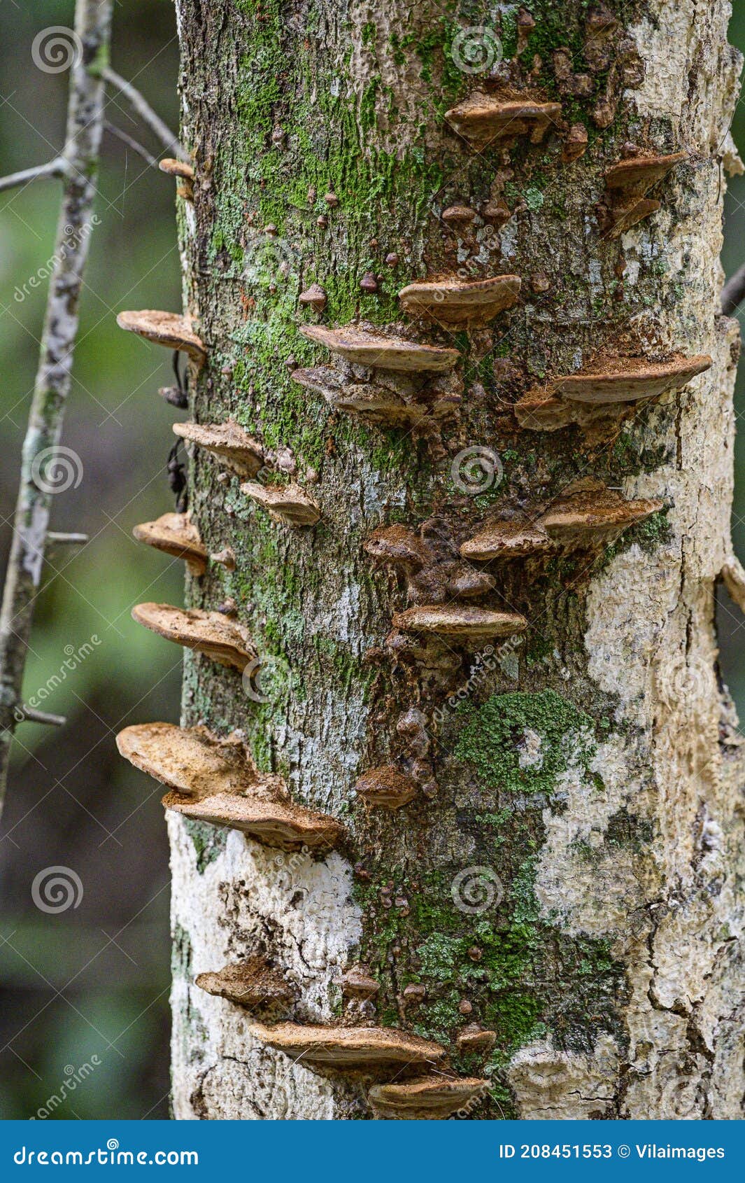 Mushrooms on a tree trunk stock image. Image of mushroom - 208451553