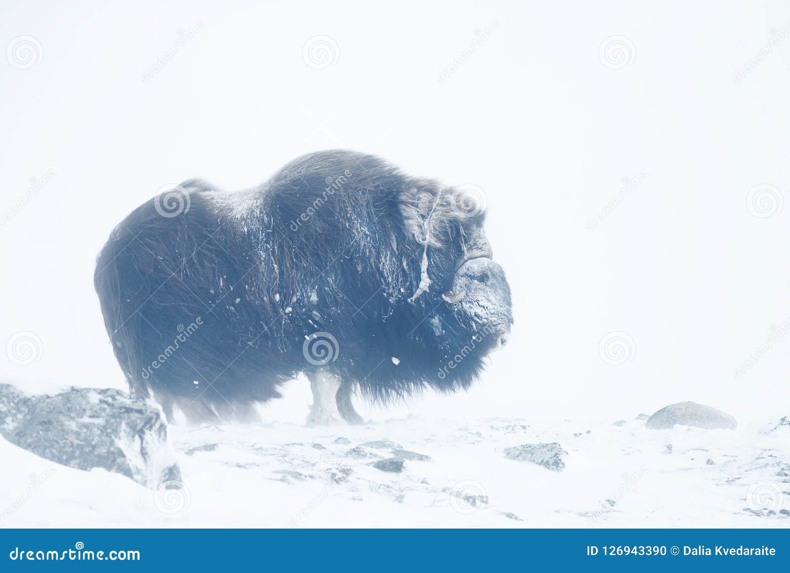 Close Up of a Musk Ox Standing in the Snow Stock Photo - Image of ...