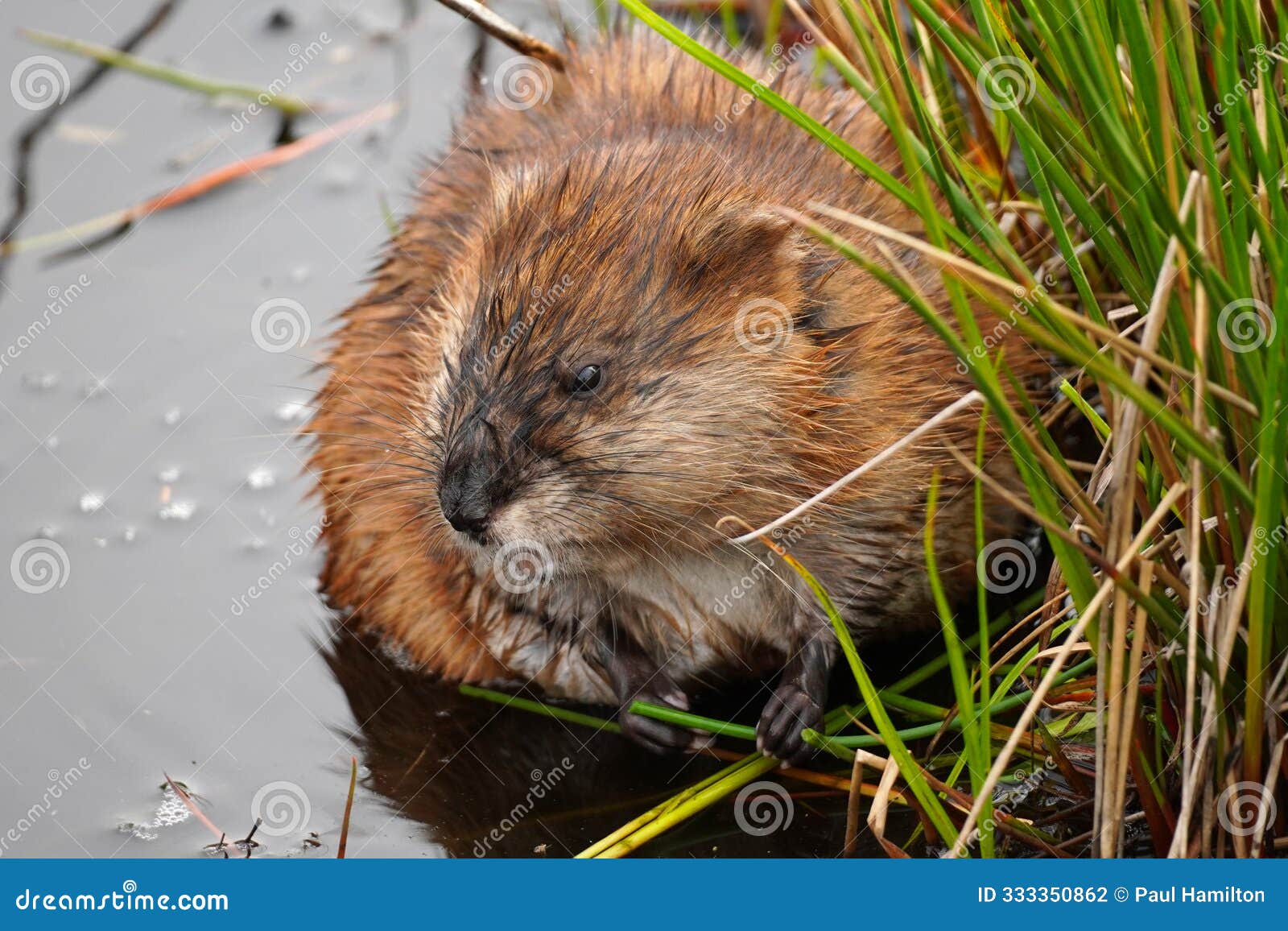 Muskrat Eating Fish Royalty-Free Stock Photo | CartoonDealer.com #97082805
