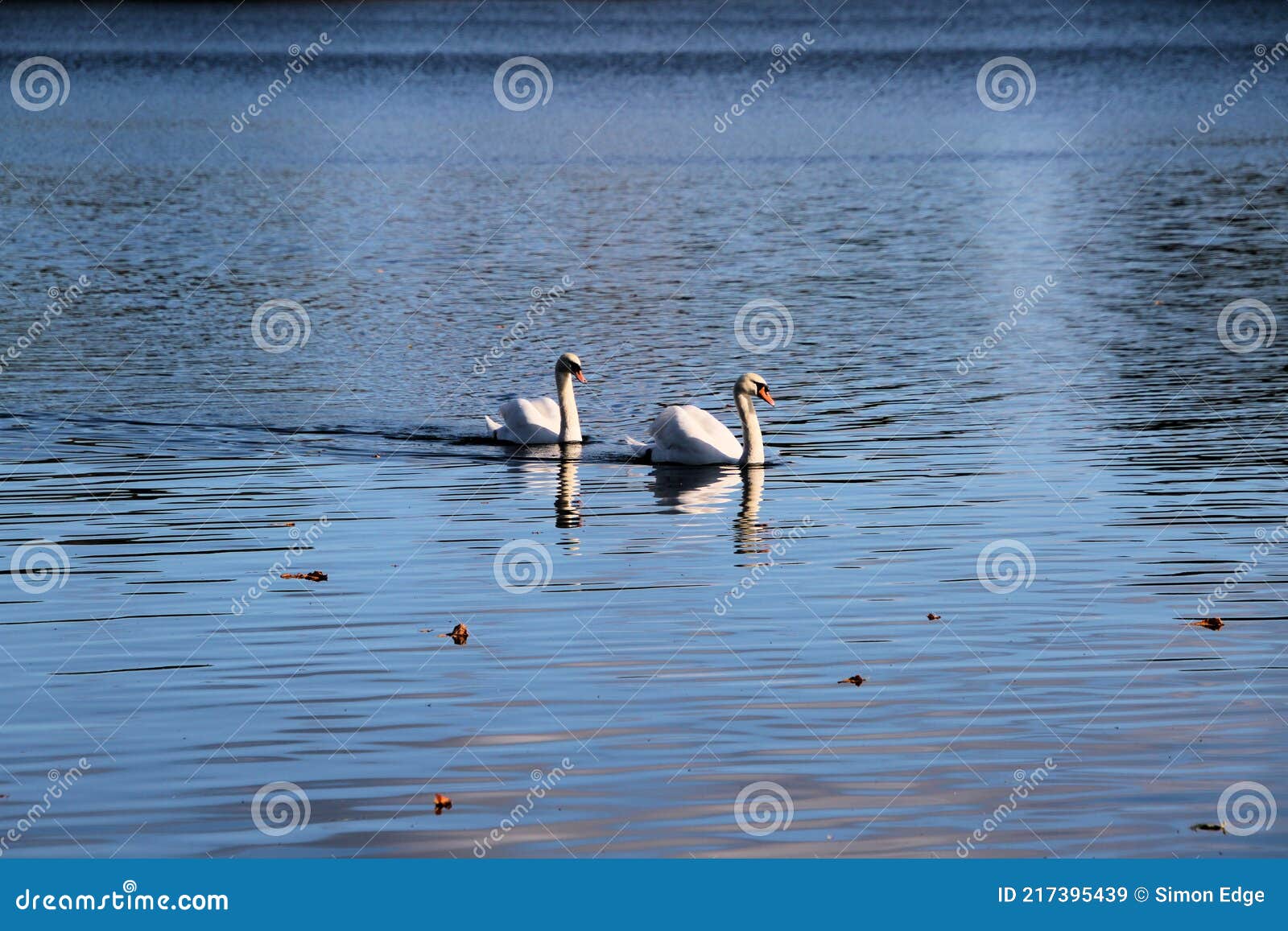 A close up of 2 Mute Swans stock image. Image of close - 217395439