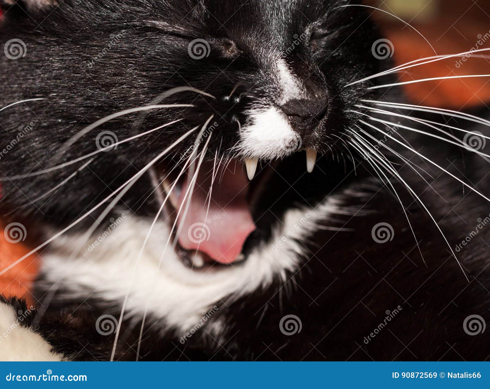 Close-up Muzzle of Black Cat with an Open Maw. Stock Image - Image of ...