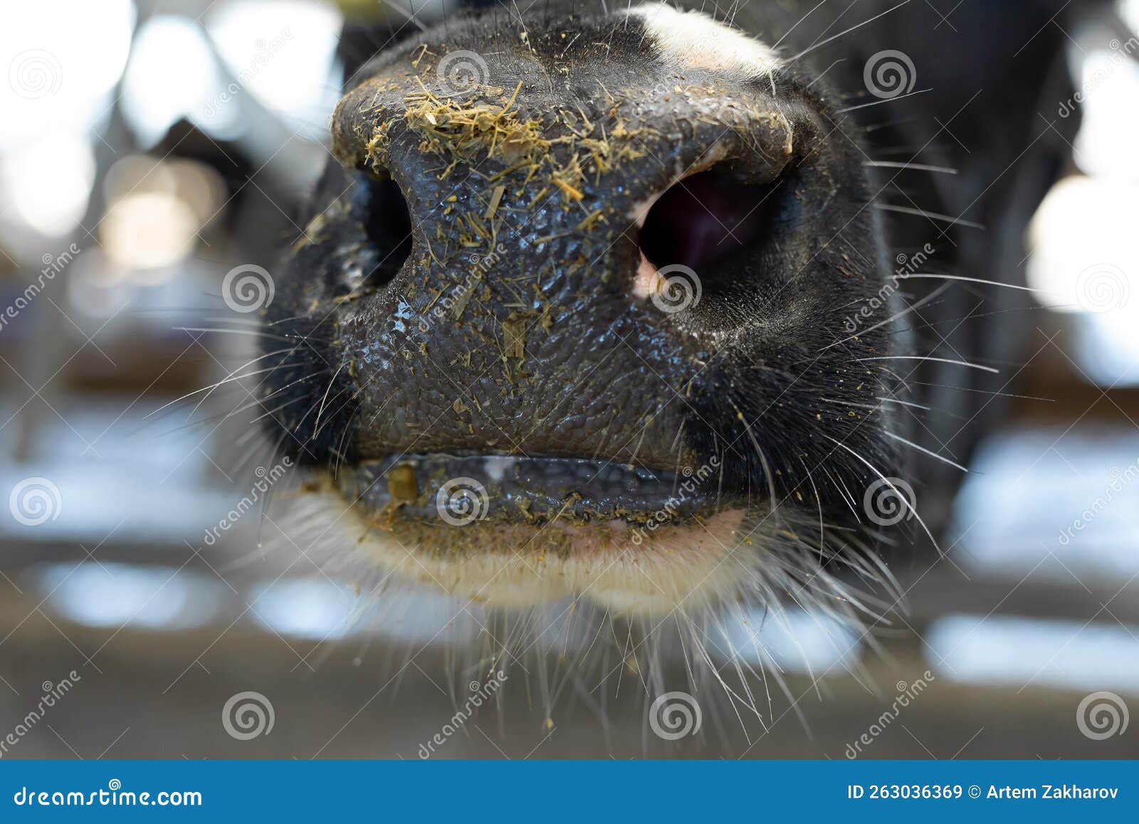 Close-up of the Muzzle of a Cow Standing in a Barn on a Farm. Stock ...