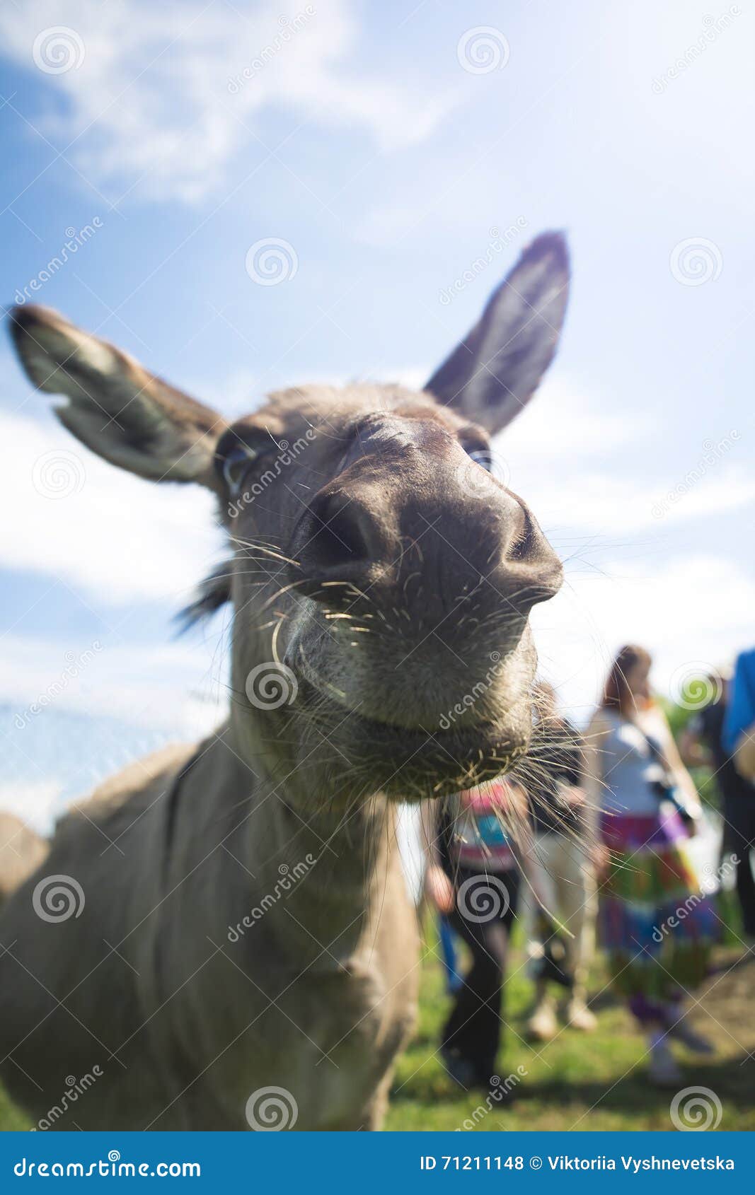 Close Up of the Muzzle of a Donkey, Outdoors Stock Photo - Image of ...