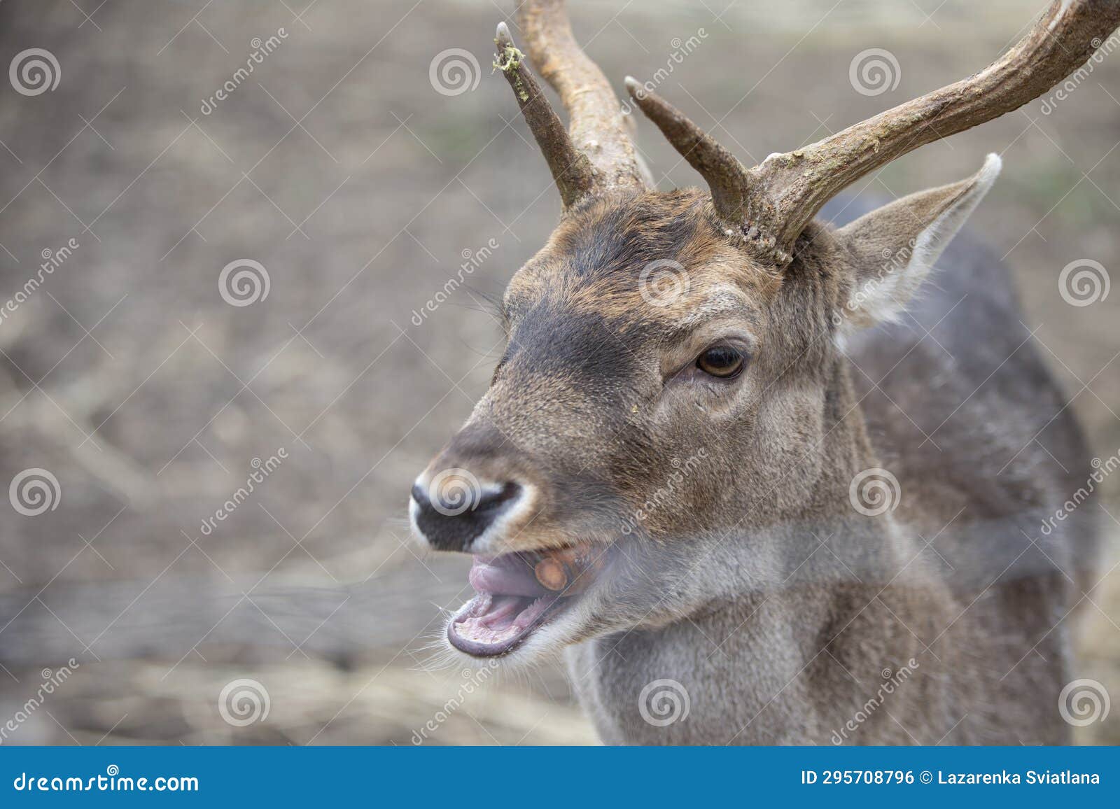Close-up Muzzle of a European Deer Stock Photo - Image of antler ...