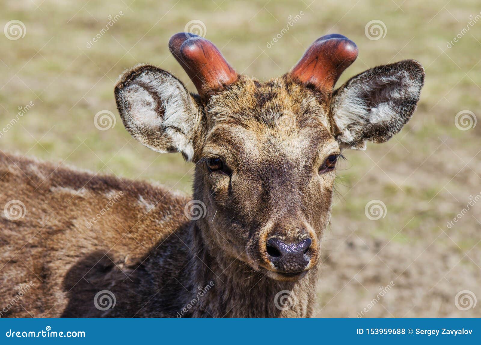 Close-up of the Muzzle of a Forest Deer Stock Photo - Image of close ...