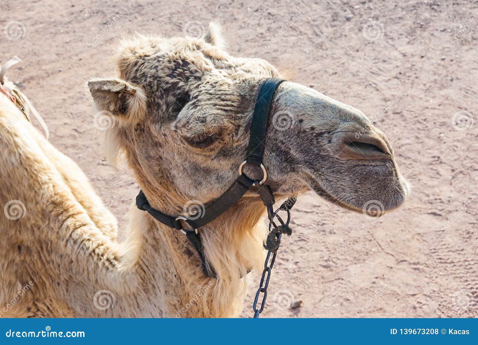 Close-up of a Muzzle, Head of a Camel during the Caravan Ride Trip in ...
