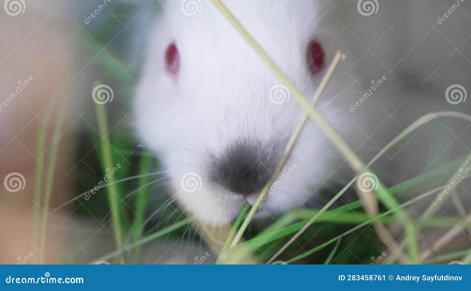 Close-up of the Muzzle of a Small White Rabbit. Breeding Rabbits on the ...