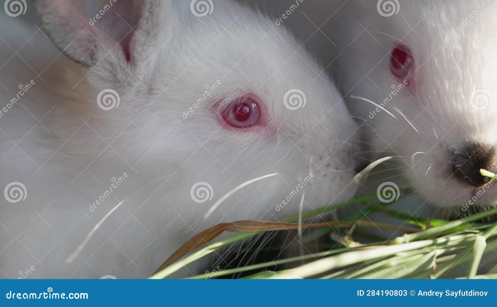 Close-up of the Muzzle of a Small White Rabbit. Breeding Rabbits on the ...