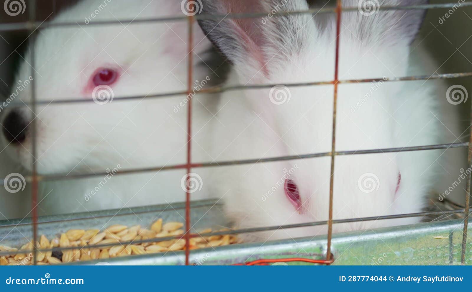 Close-up of the Muzzle of a Small White Rabbit in a Cage Stock Footage ...