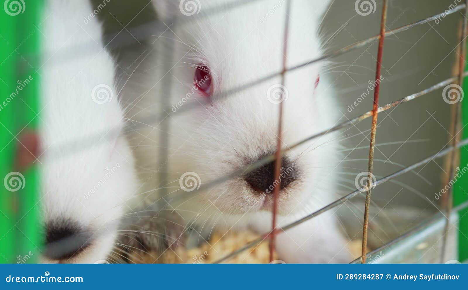 Close-up of the Muzzle of a Small White Rabbit in a Cage Stock Video ...