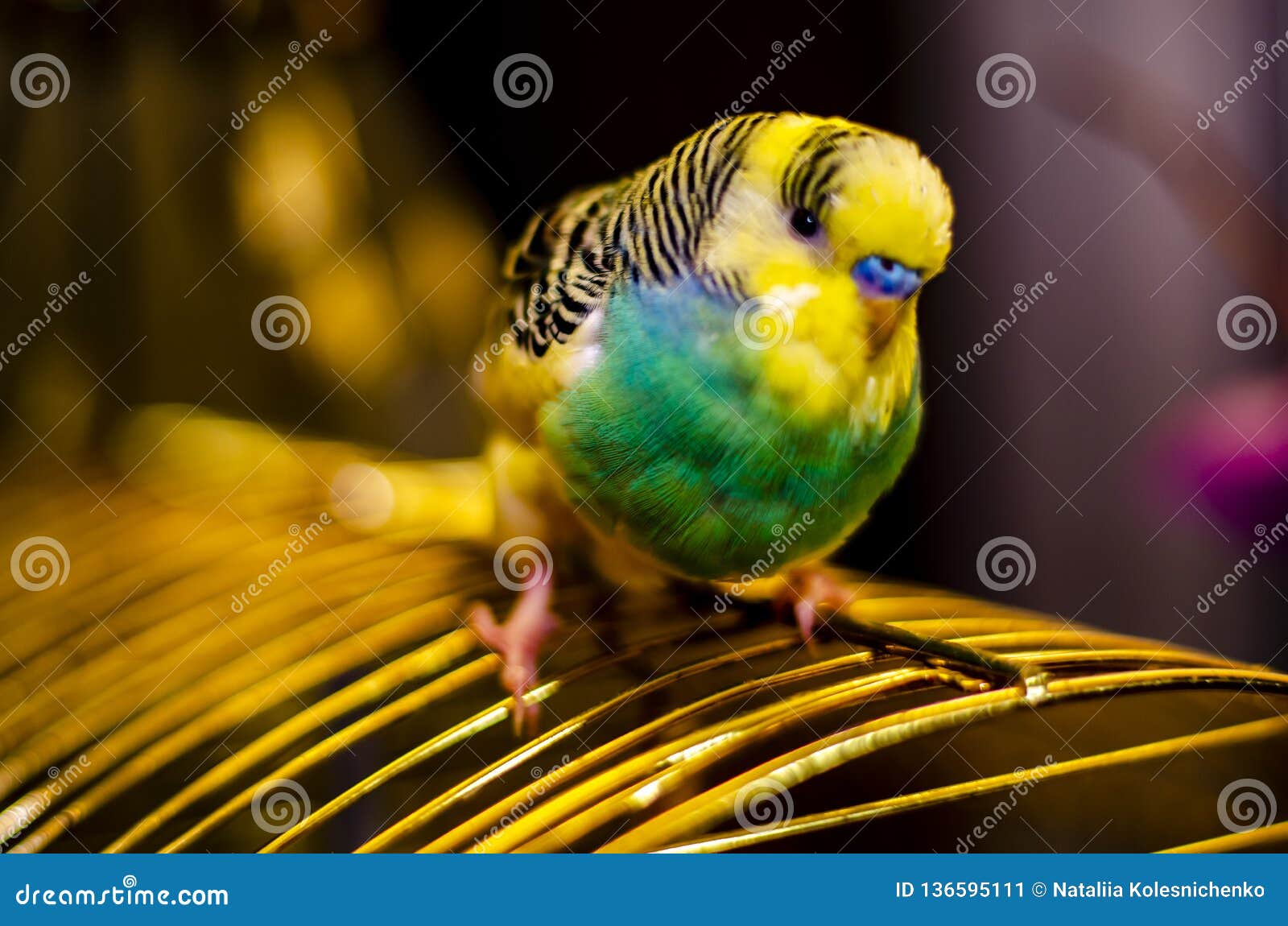 Close-up of a Muzzle of a Wavy Parrot Bird with a Mughum Blurred ...