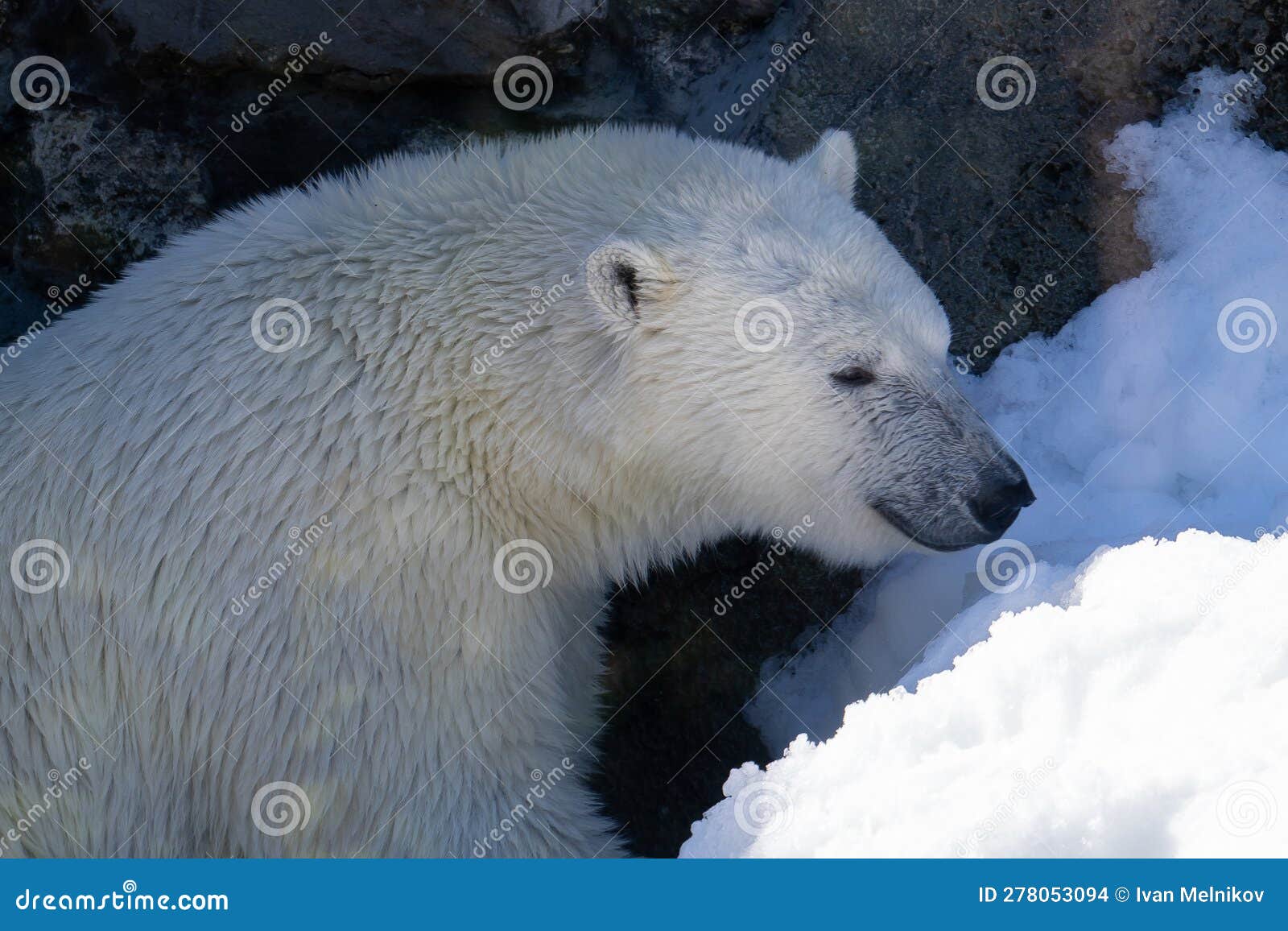 Close-up of the Muzzle of a White Polar Bear. Stock Photo - Image of ...