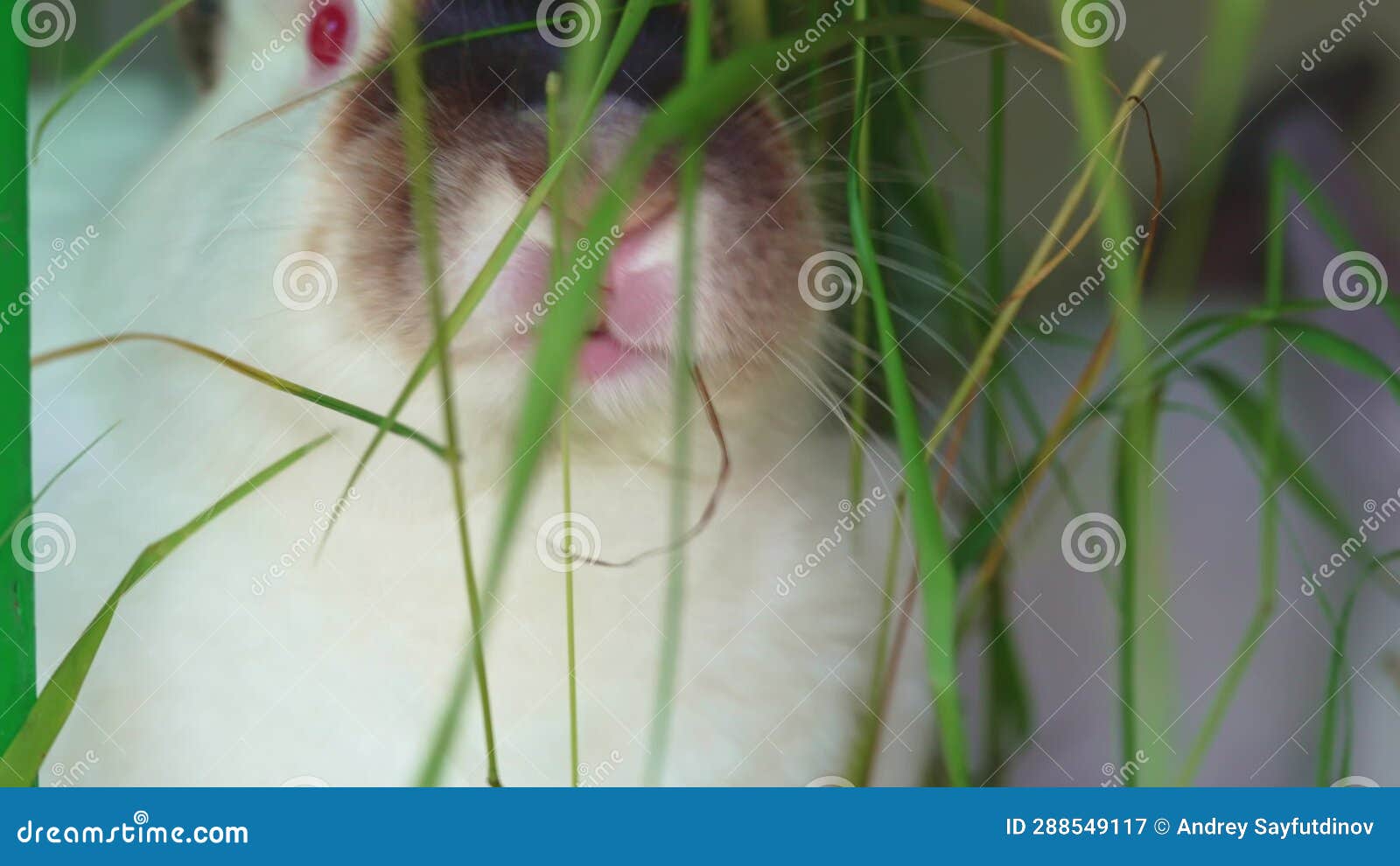 Close-up of the Muzzle of a White Rabbit with a Black Nose Eats Grass ...