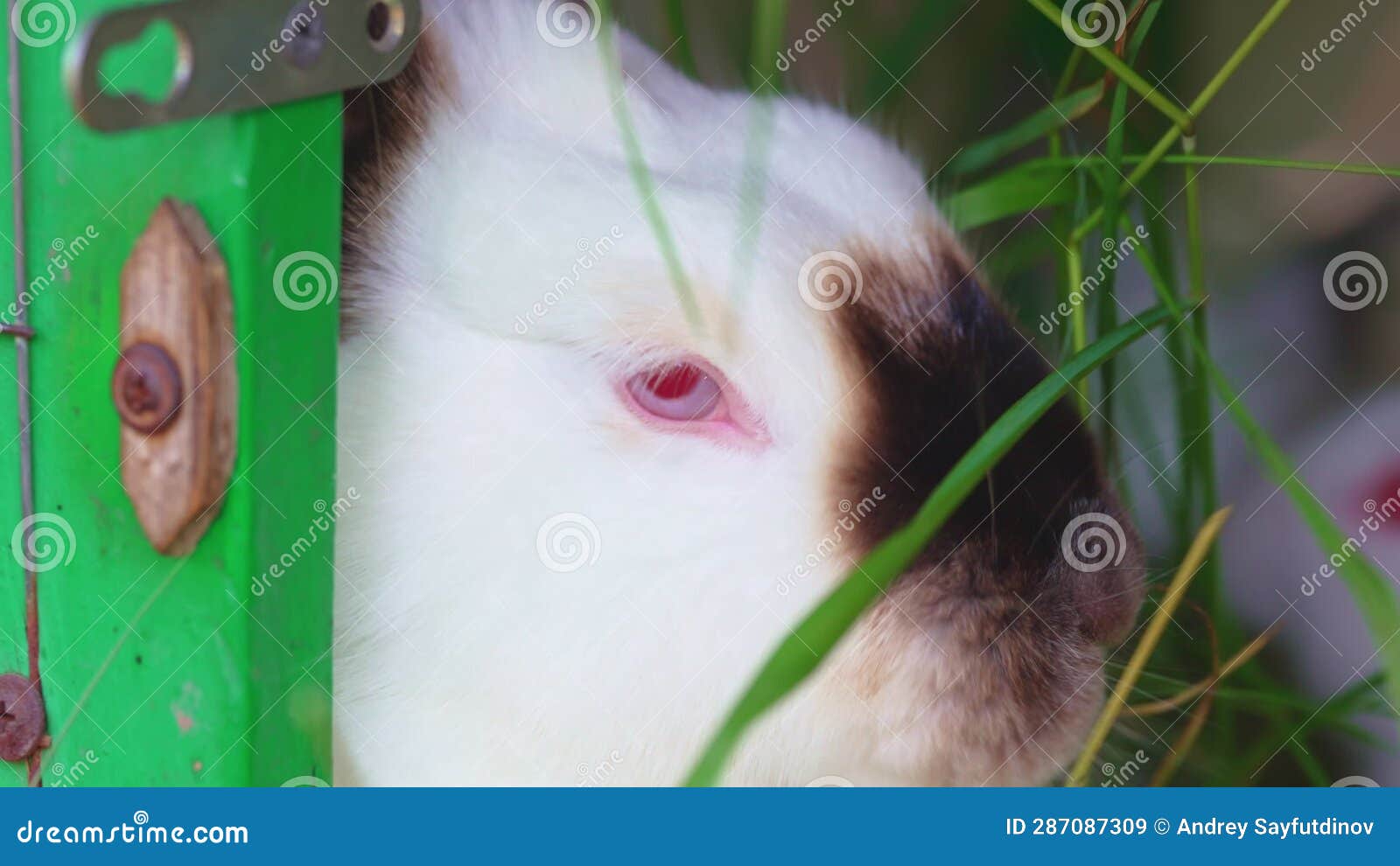 Close-up of the Muzzle of a White Rabbit with a Black Nose Eats Grass ...