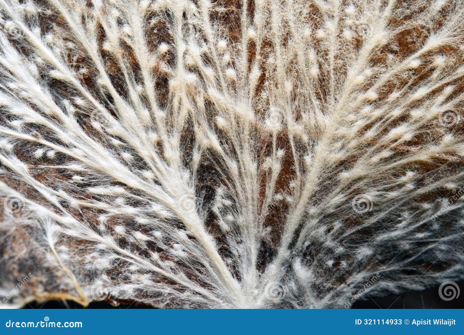 Mycelium Fungus, Fusarium Euwallaceae Royalty-Free Stock Photography ...