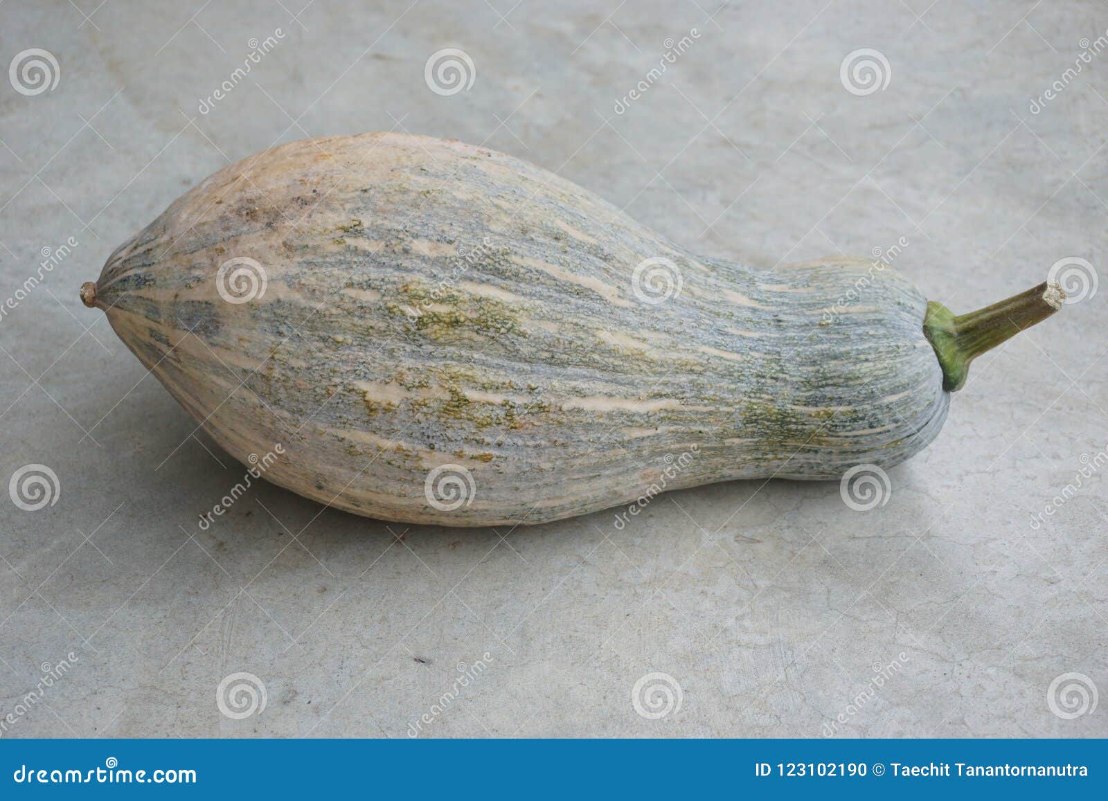 Thai squash fruit stock photo. Image of fruits, thai - 123102190