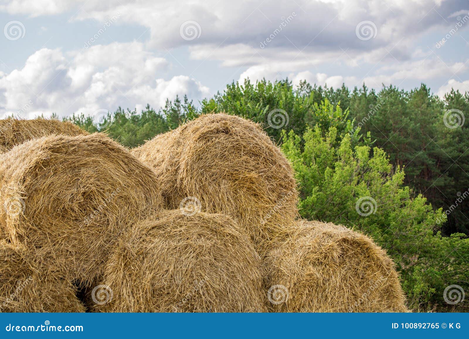 Close-up Natural Dappled-grey Horse Skin Texture Stock Image - Image of ...