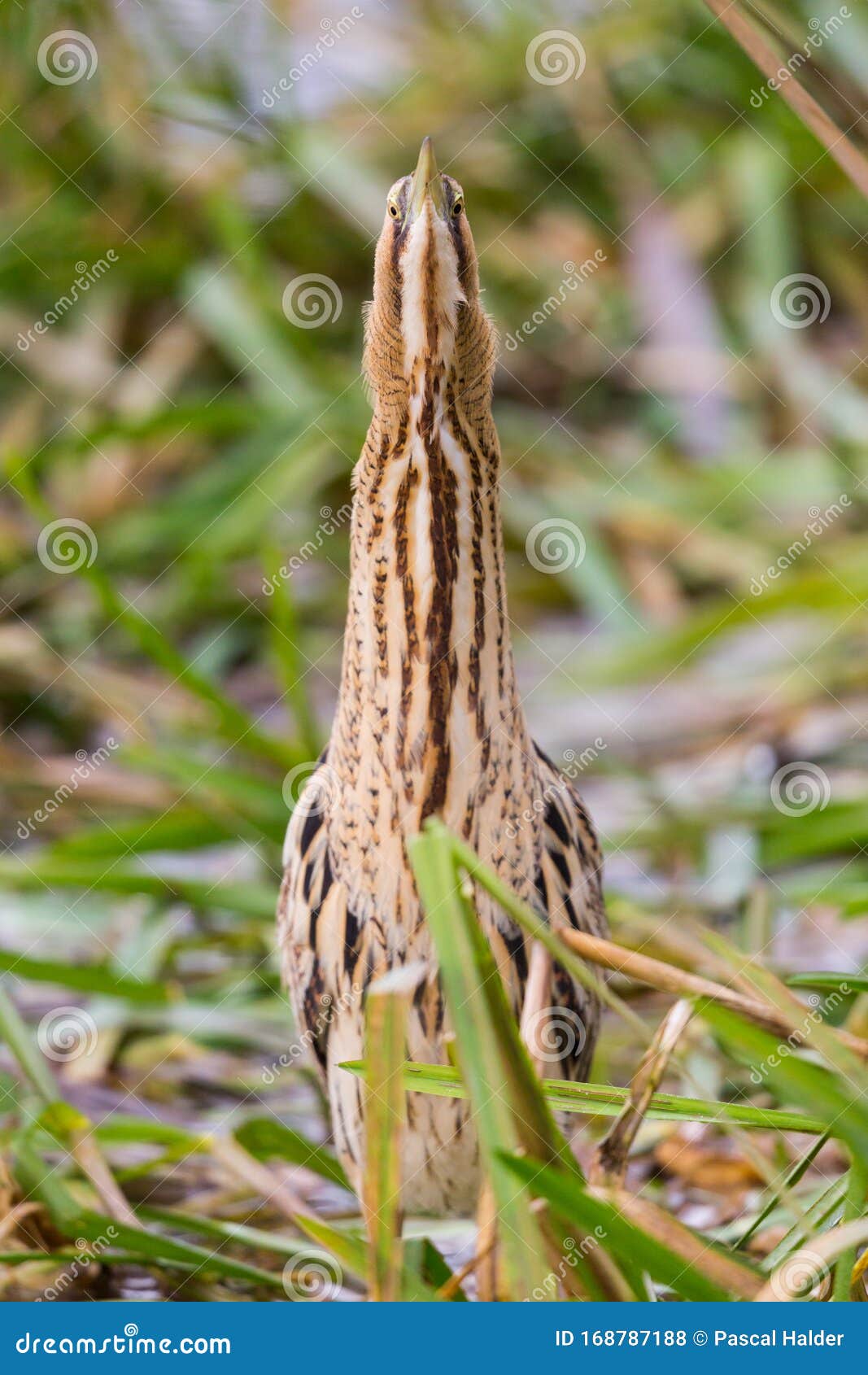 Close-up Eurasian Bittern Botaurus Stellaris in Freezing Position Stock ...