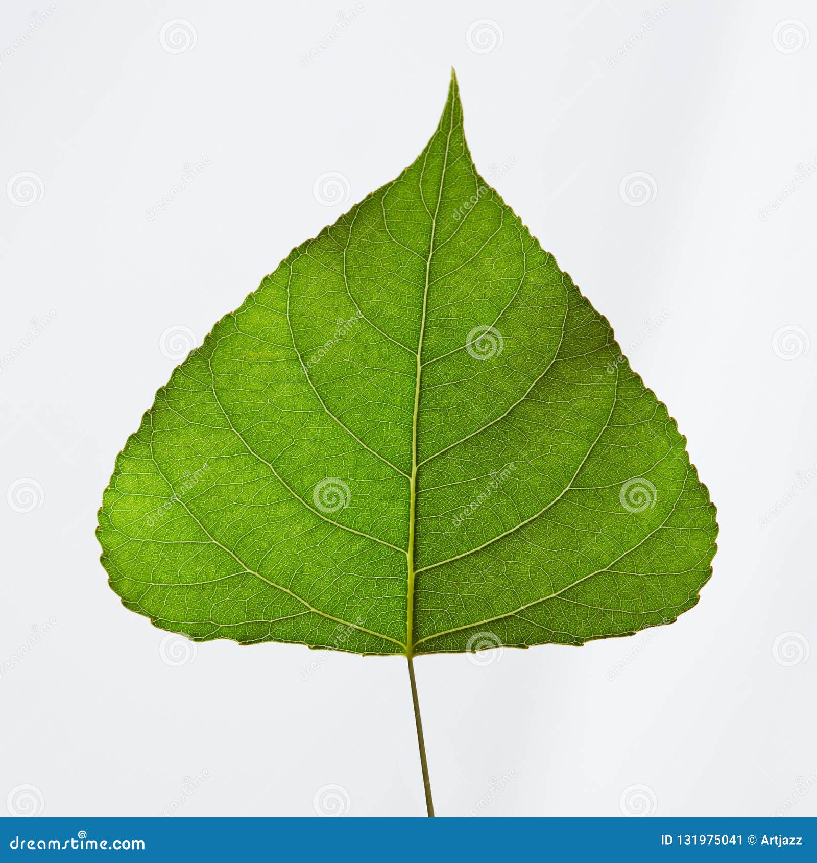 Close-up Natural Green Triangular Leaf Presented On A Gray Background ...