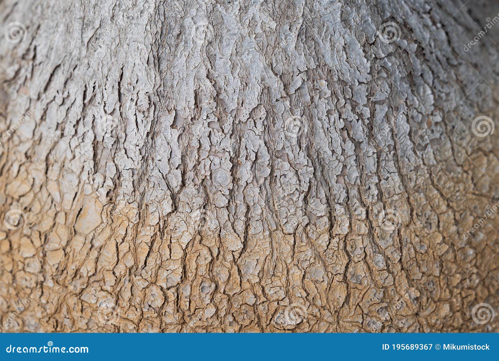 Natural Root Texture Background Material Stock Image - Image of board ...