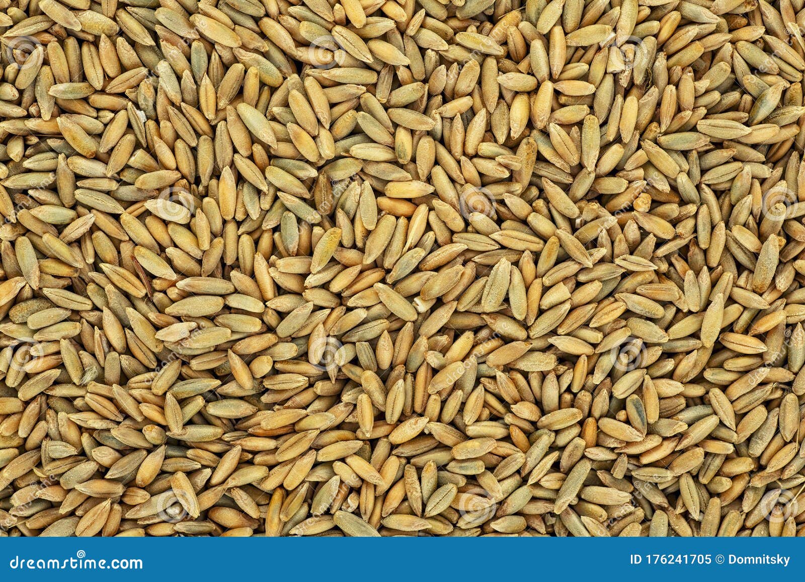 Close Up of Natural Rye Grains Background Stock Image - Image of ...