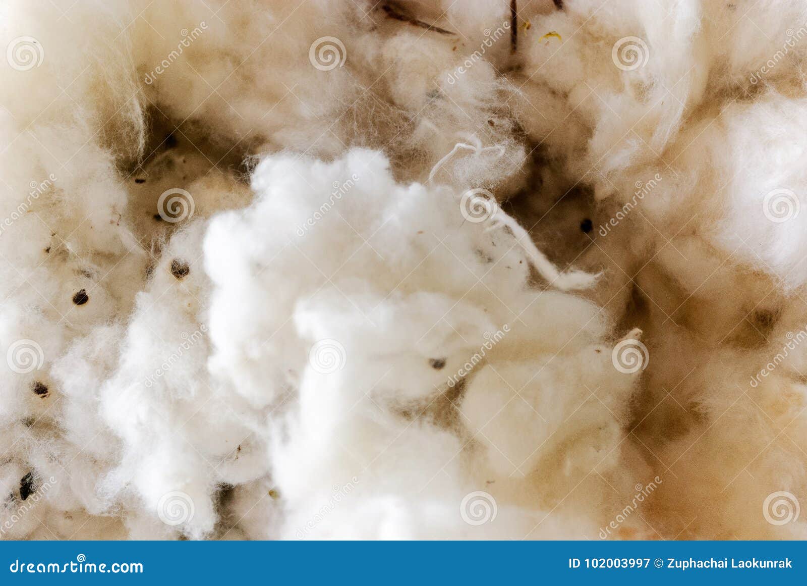 Close Up Natural Sheep Wool Stock Image - Image of fluffy, surface ...