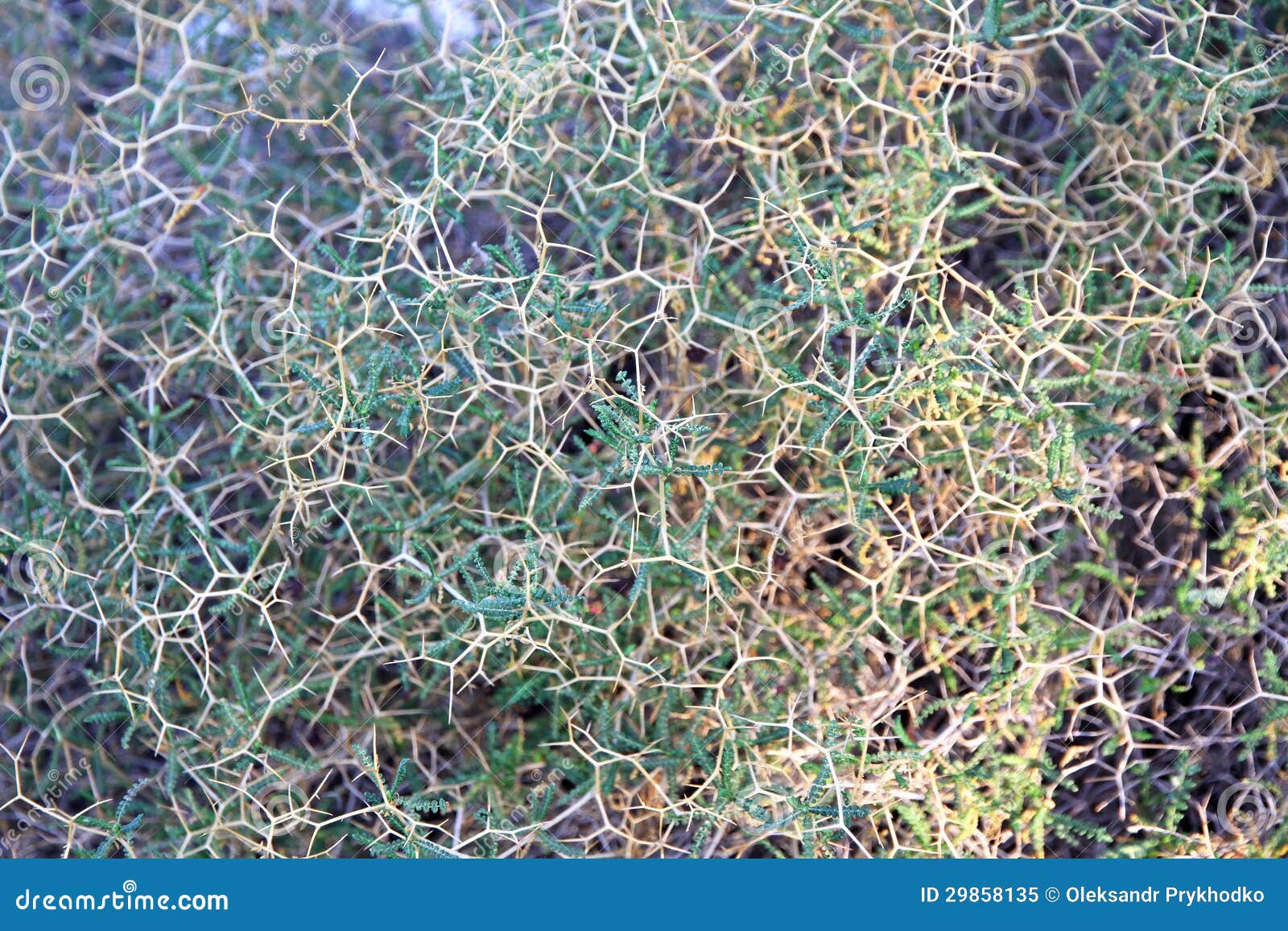 Natural Textured Background of Green Burs Stock Image - Image of ...