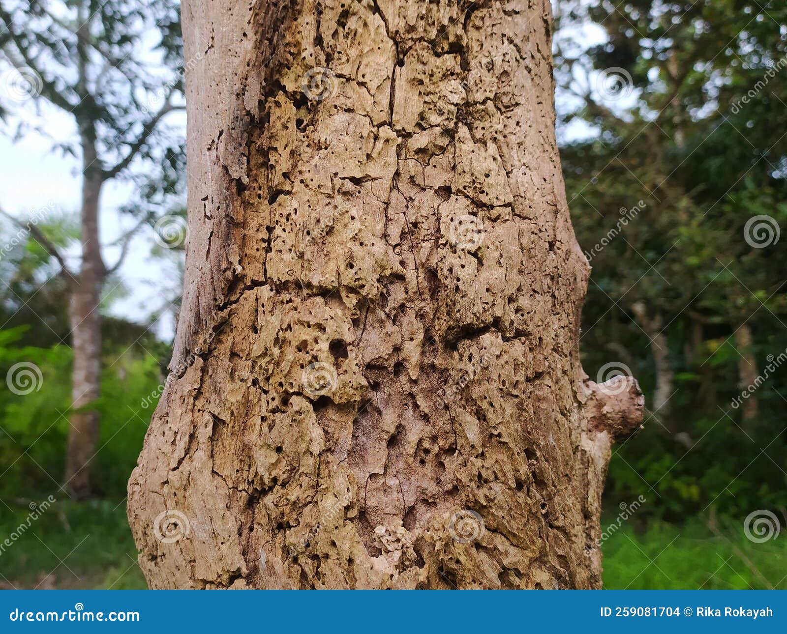 Close Up Naturally Weathered Trees Stock Photo - Image of background ...