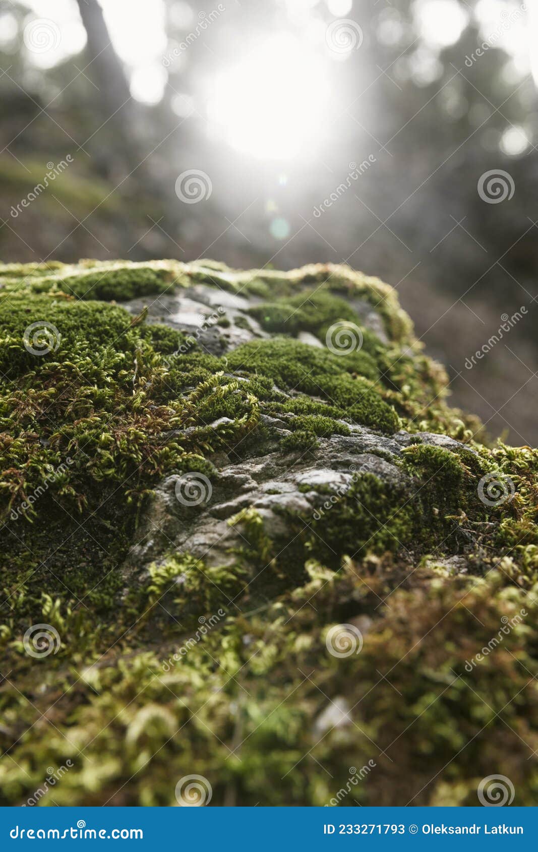 Close Up Nature Greenery. High Quality Photo Stock Image - Image of ...
